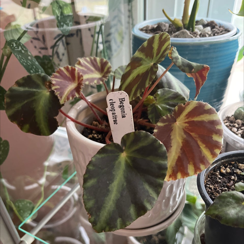 Maple leaf begonia Care 101: Water, Light & Growing Tips