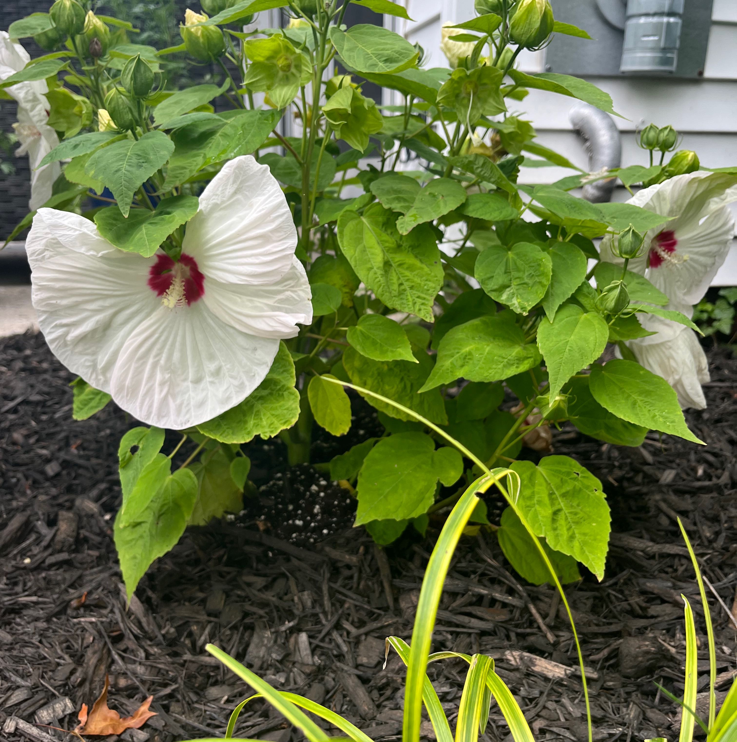 10 Benefits of Having a Swamp Rose-Mallow