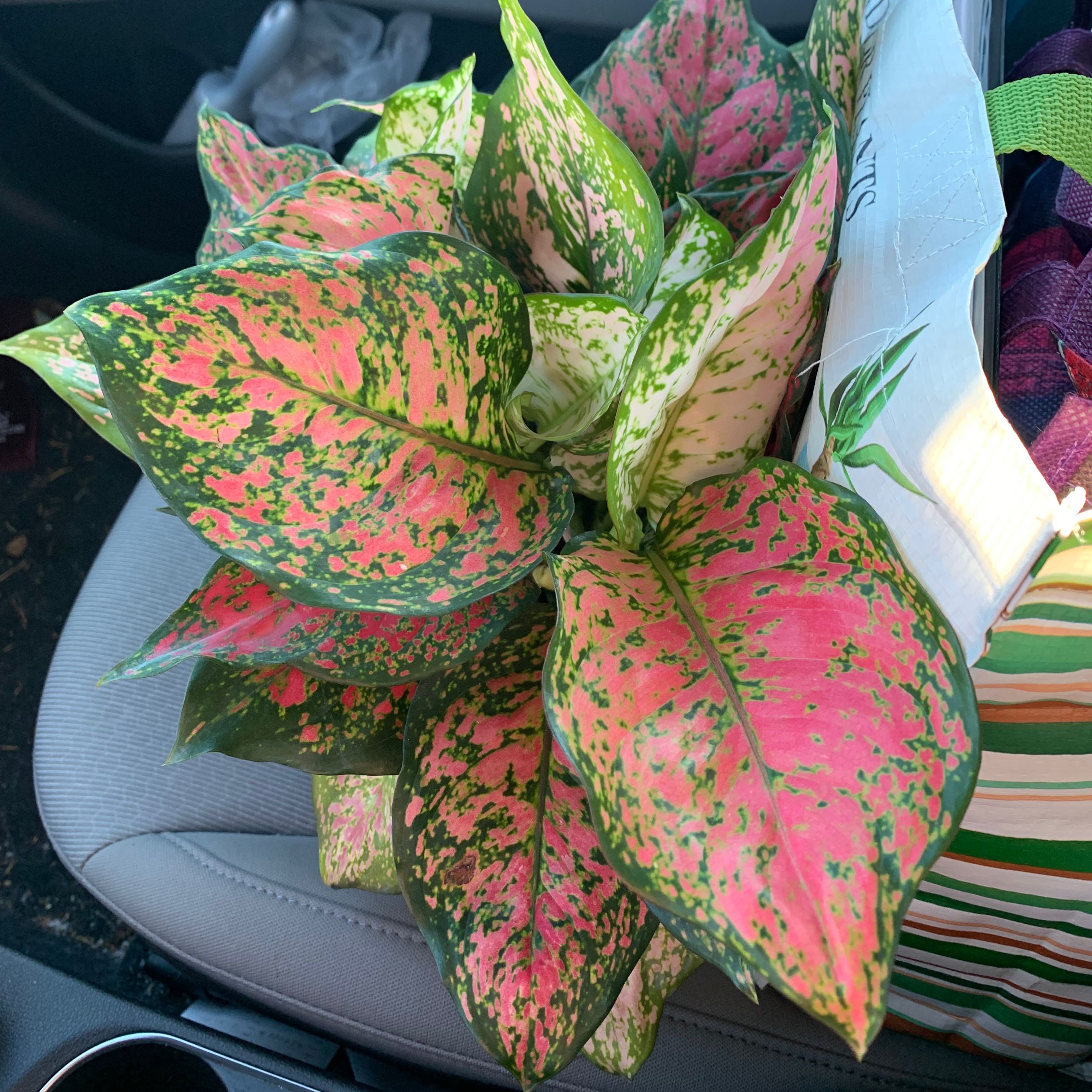 Varda II | A plant by @SocialRedclaws on Greg