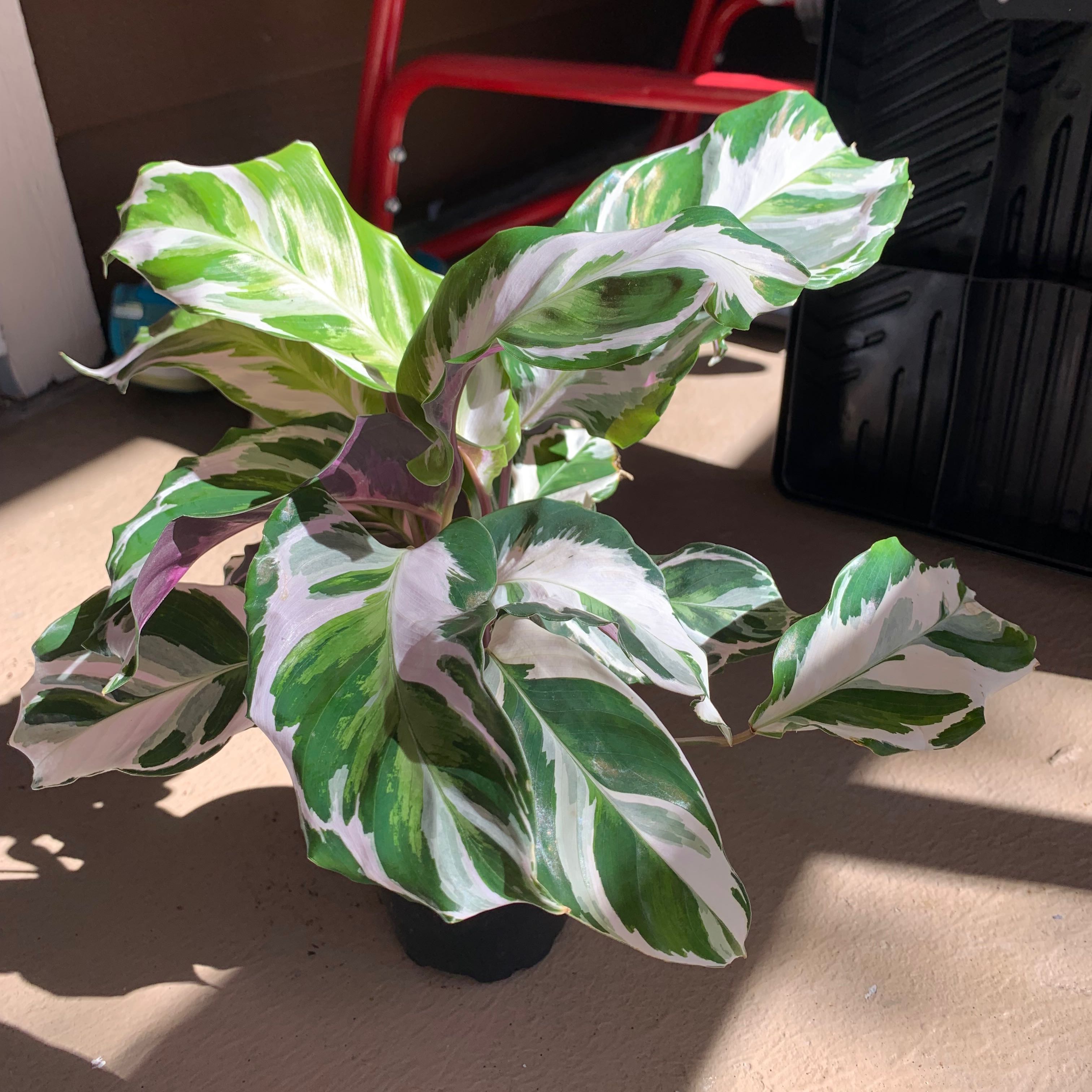 Stolas | A plant by @SocialRedclaws on Greg