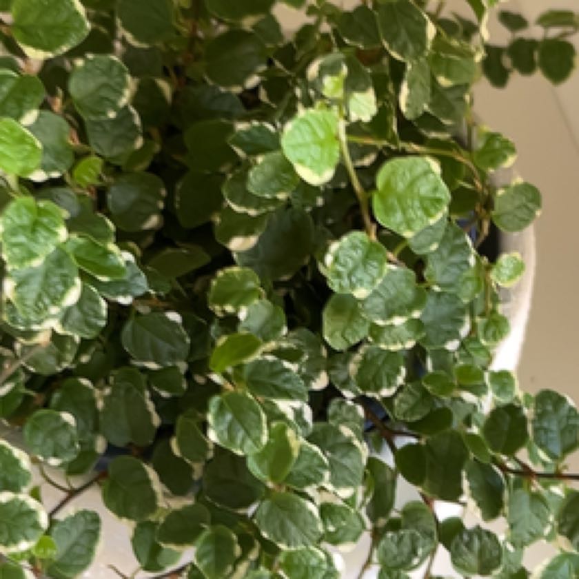 ice caps Plant Care: Water, Light, Nutrients | Greg App 🌱