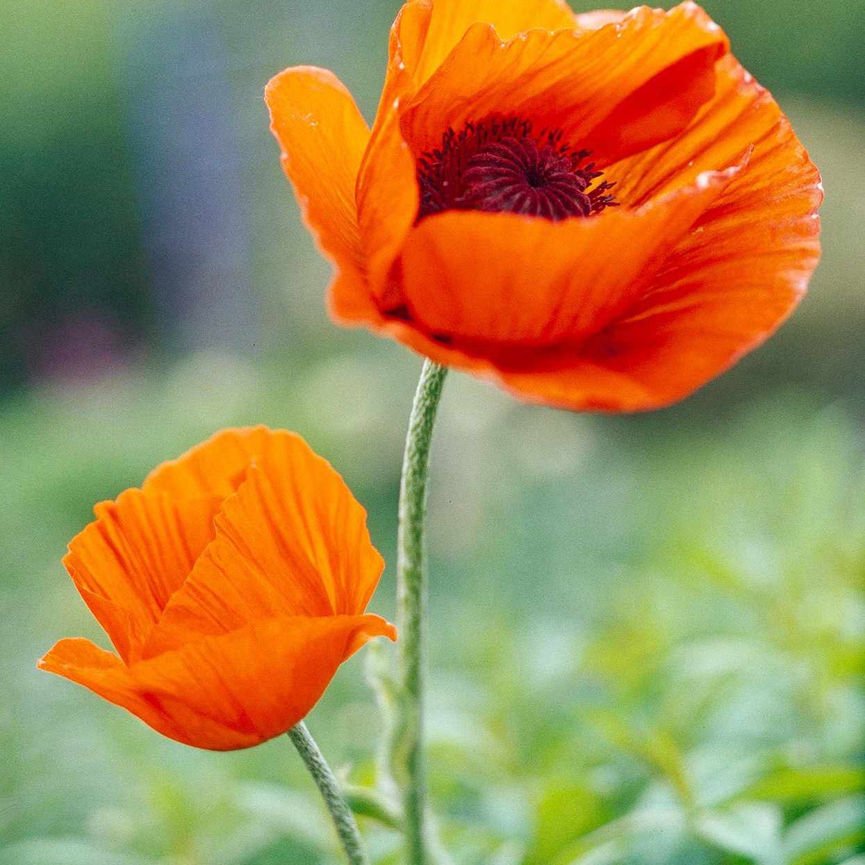 Why Are My Common Poppy Leaves Droopy? 💧