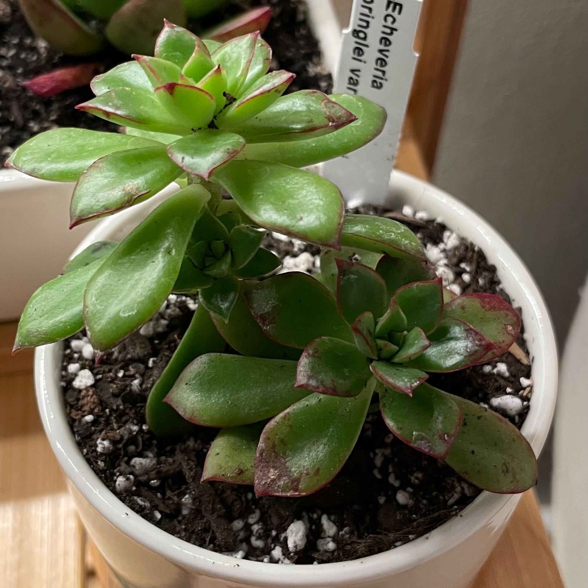 Personalized Echeveria pringlei var. pringlei Care: Water, Light ...
