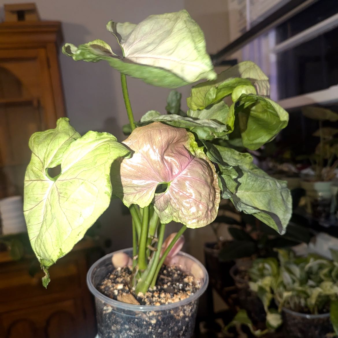 Syngonium 'Bold Allusion' Plant Care: Water, Light, Nutrients | Greg App 🌱