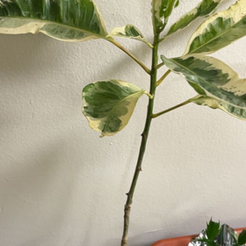 Keep Your Croton Tamara Alive: Light, Water & Care Instructions