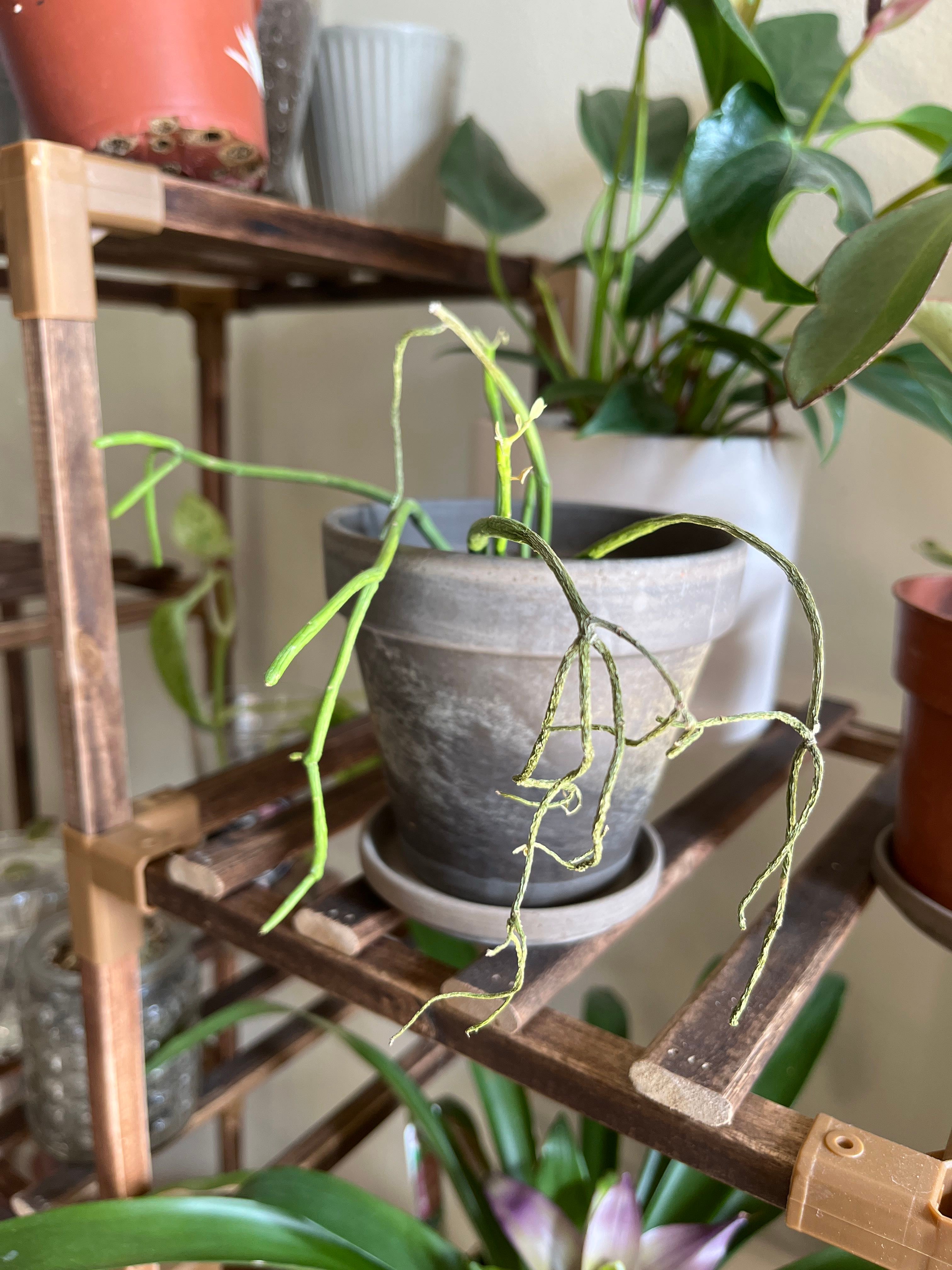 Help! Withering pencil cactus