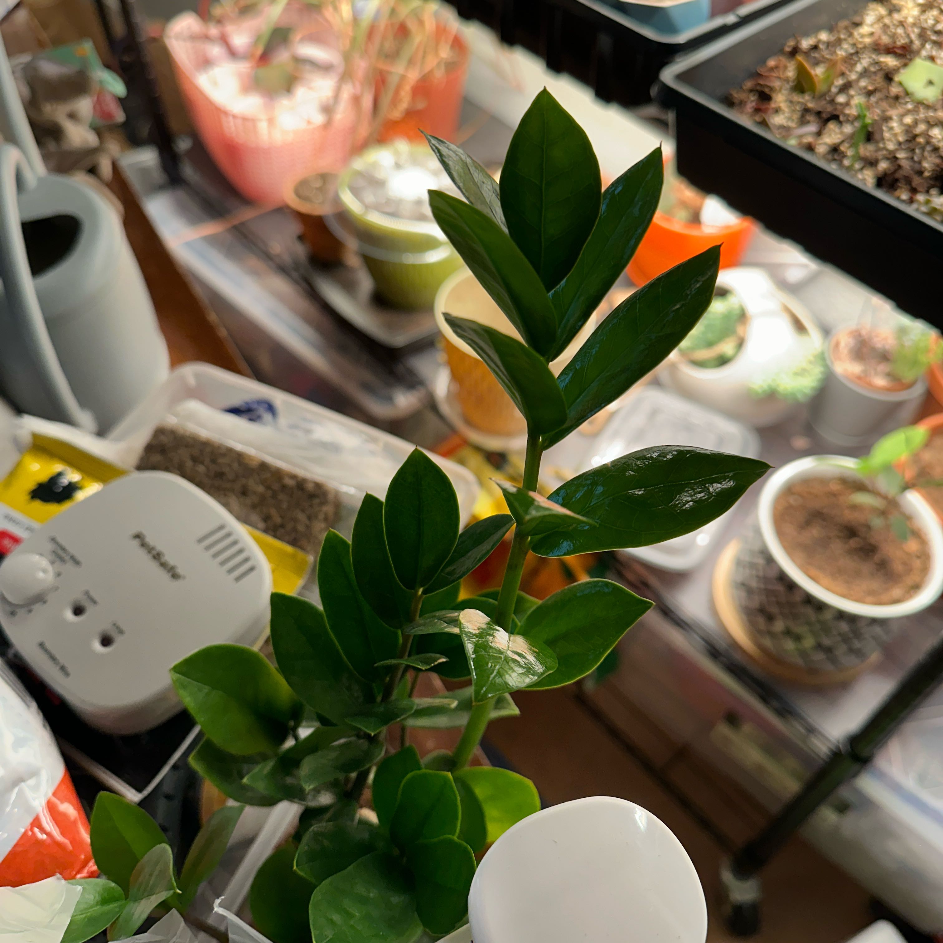 Athena | A plant by @CrispSweetbox on Greg