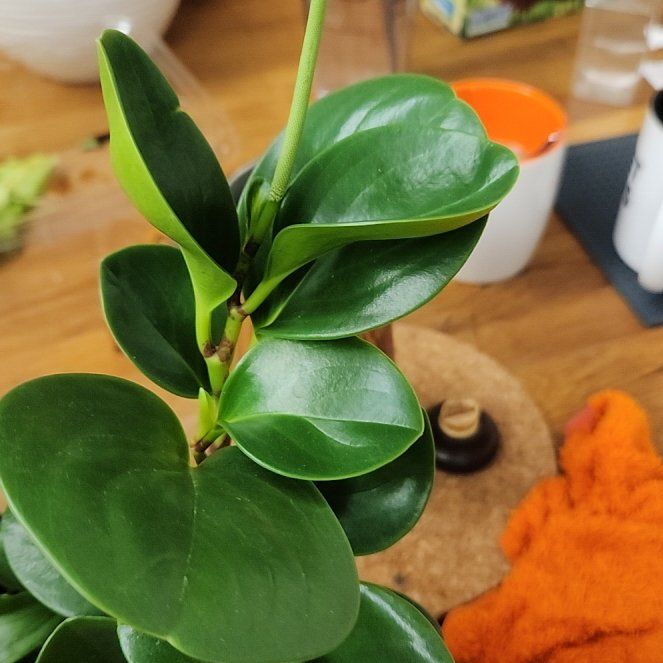 Homer | A plant by @PrimaryTaro on Greg
