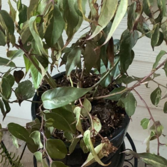 Highland Doghobble Plant Care: Water, Light, Nutrients | Greg App 🌱