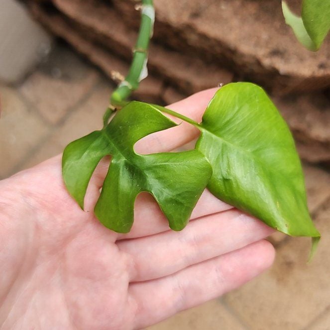 👾 Why Are My Mini Monstera Leaves Curling?