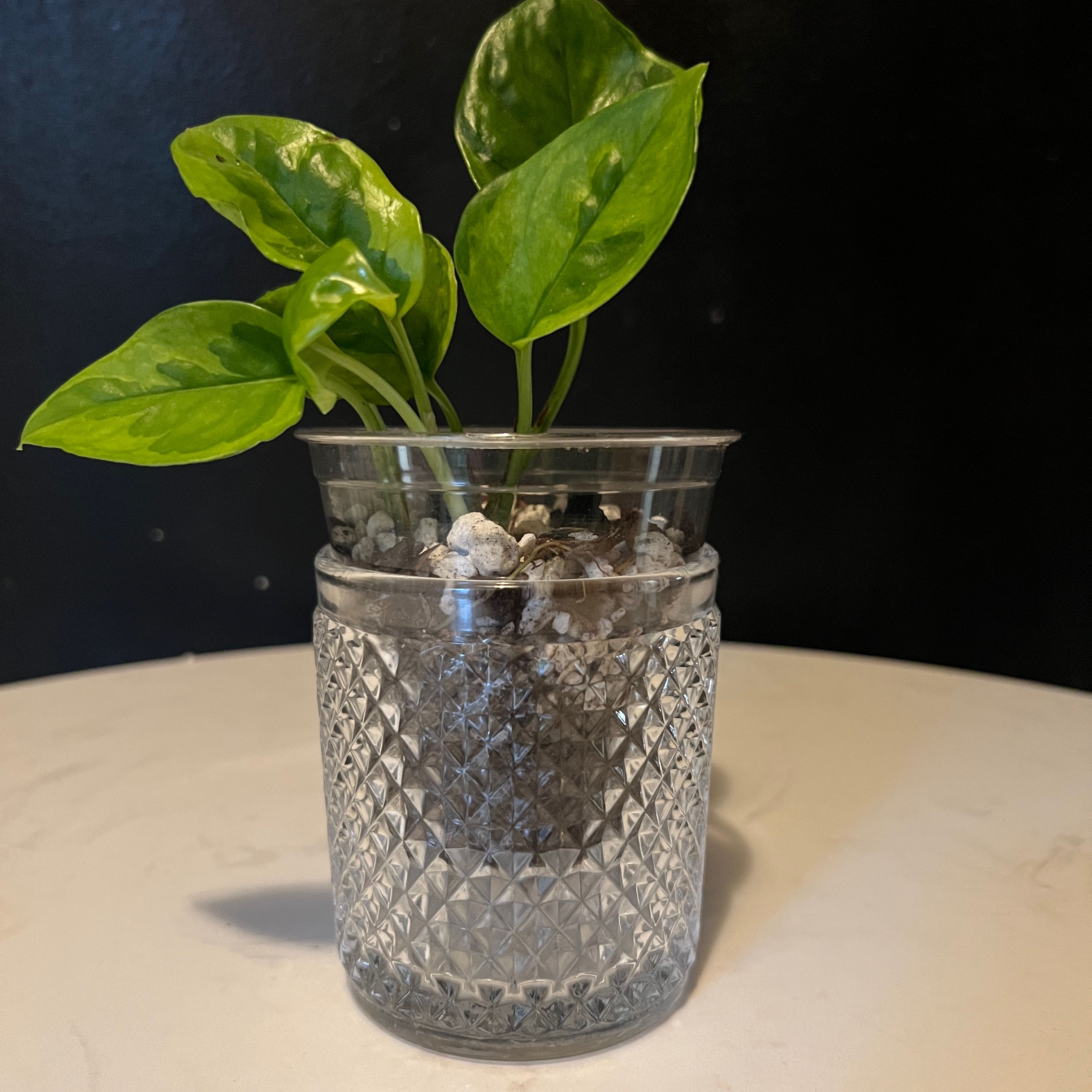 🍋 10 Benefits of Having a Lemon Meringue Pothos