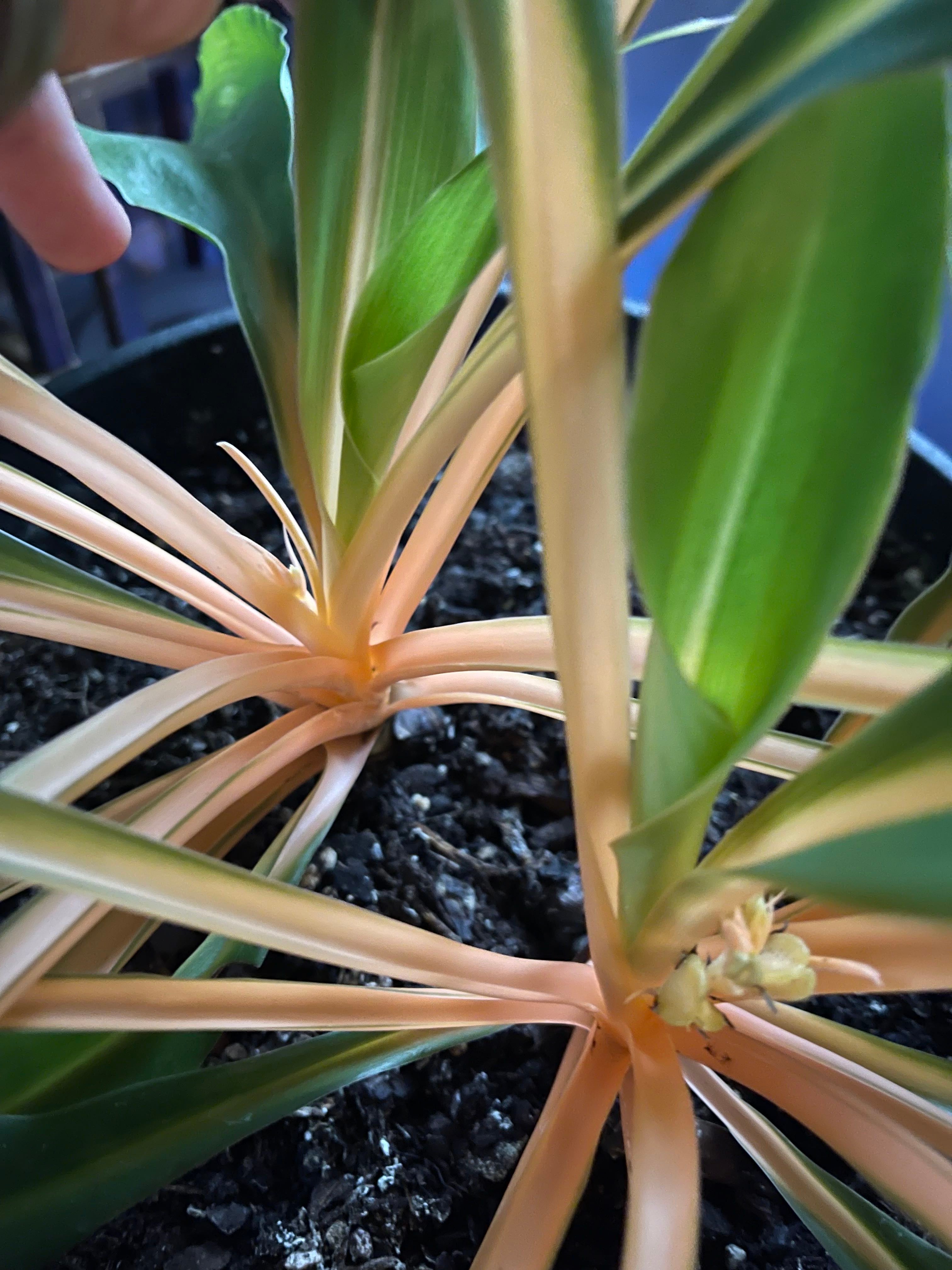 Propagating Mandarin Plant: Step-by-Step Guide