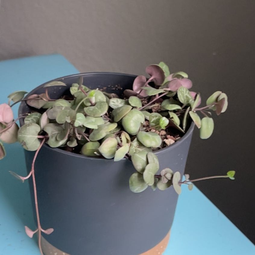String Of ️ Hearts Soil