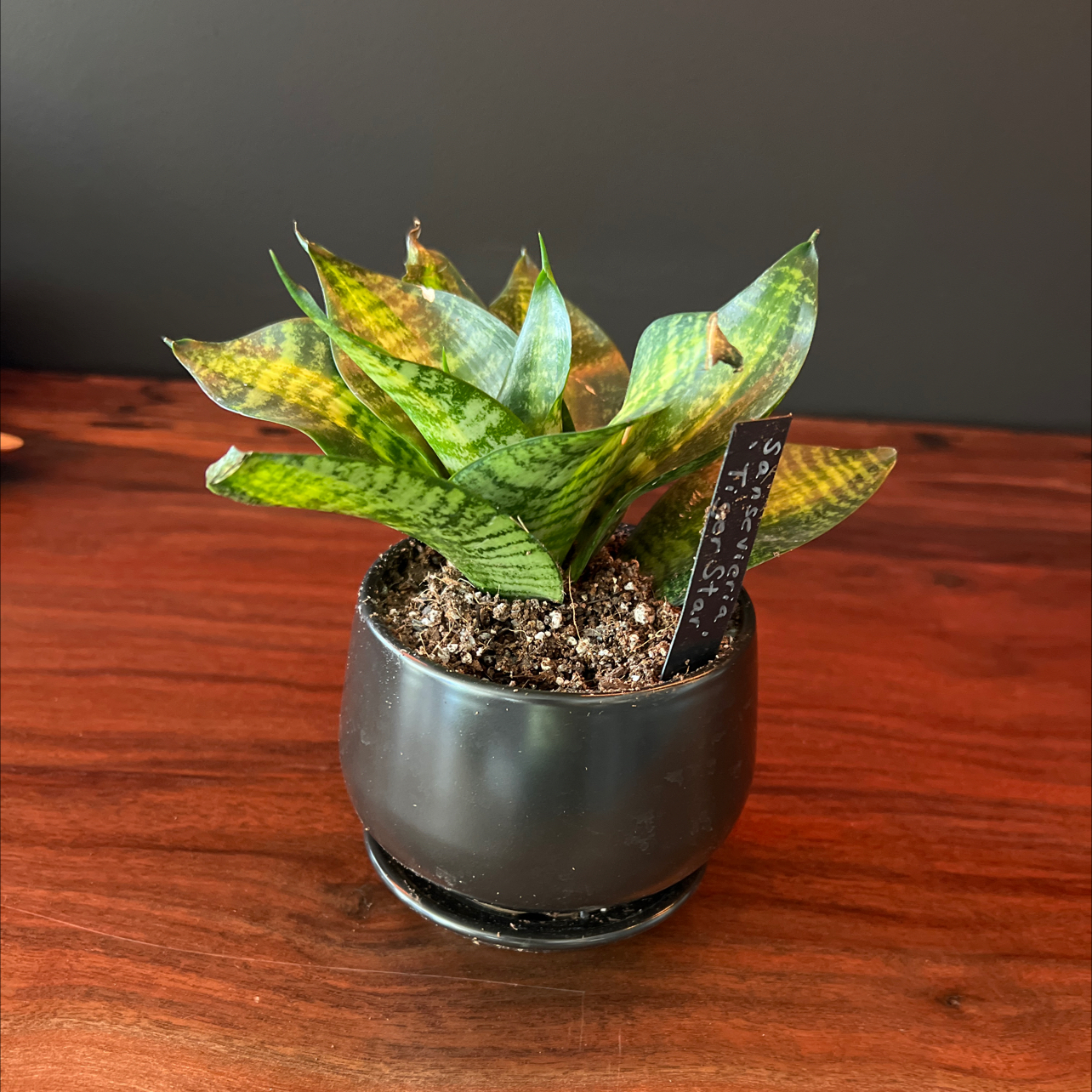 Personalized Tiger Star Snake Plant Care: Water, Light, Nutrients ...
