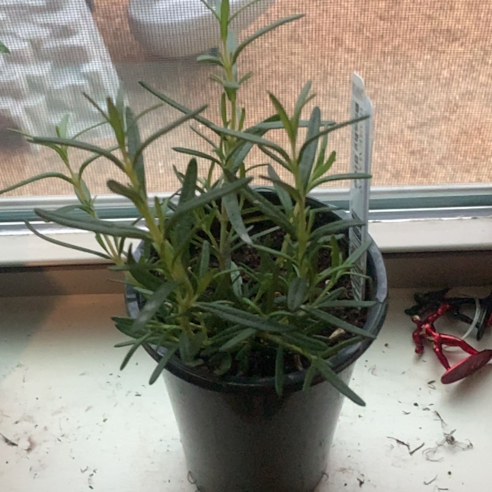 Captain Plant-it | A plant by @PeakCuttings on Greg