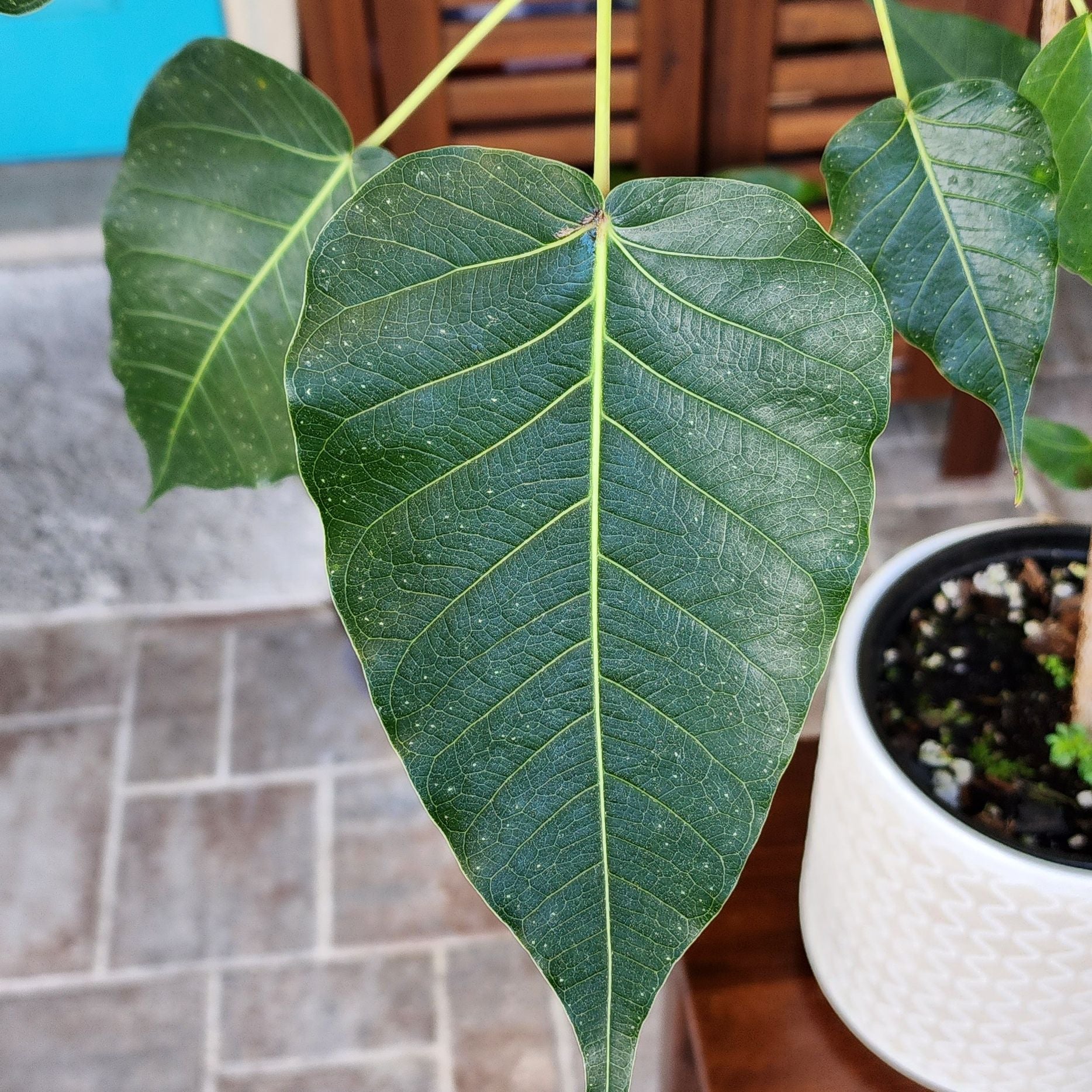 🌸 How Do I Propagate My Bodhi Tree?