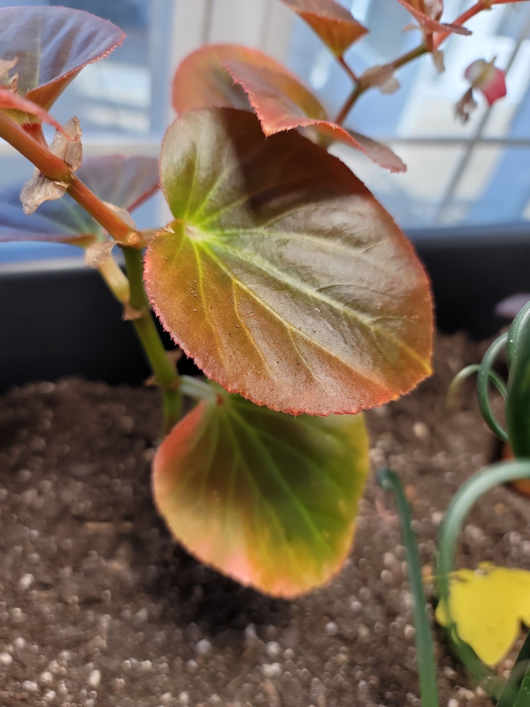 Clubed Begonia Plant Care: Water, Light, Nutrients | Greg App 🌱