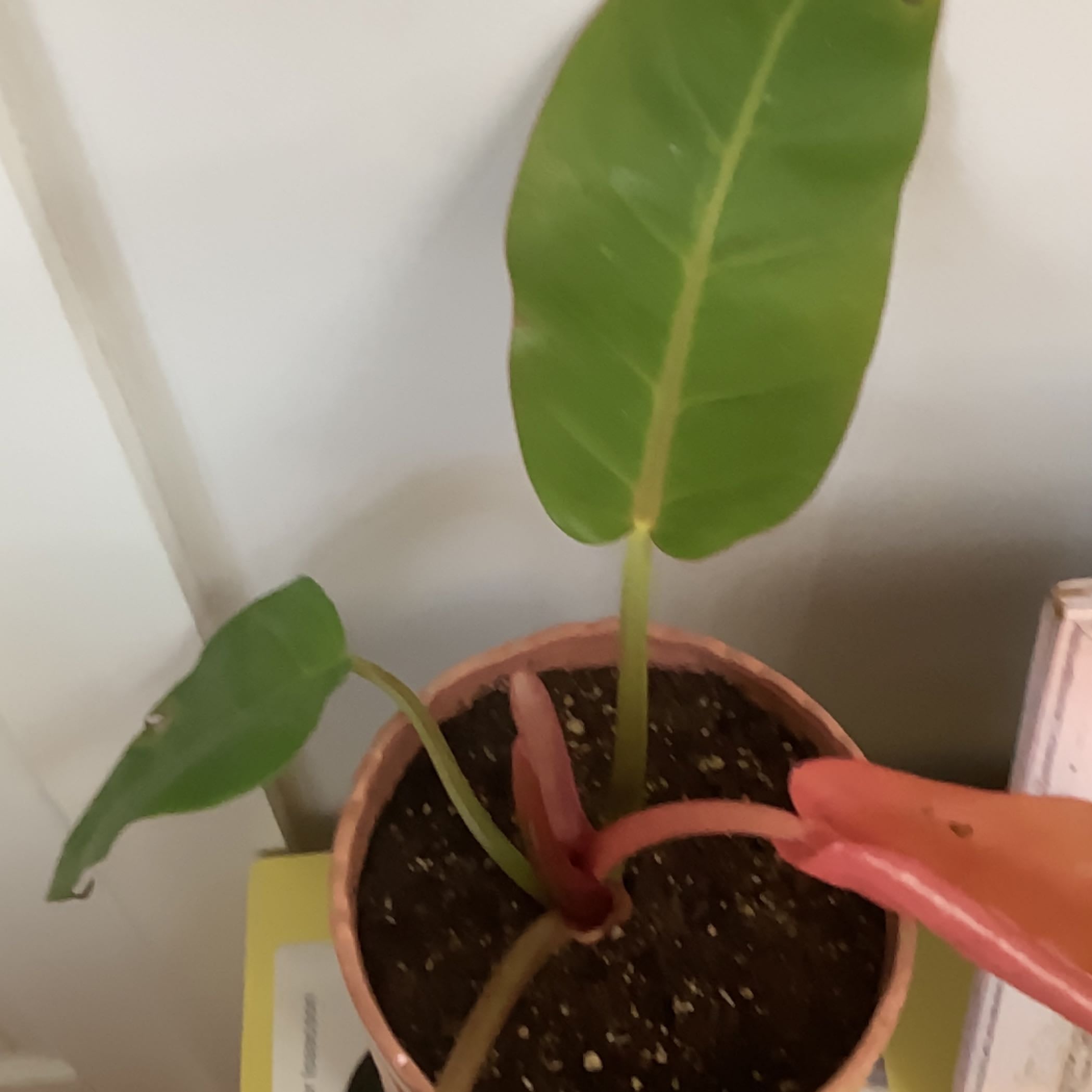 Tree Diddy | A plant by @DarlingTievine on Greg