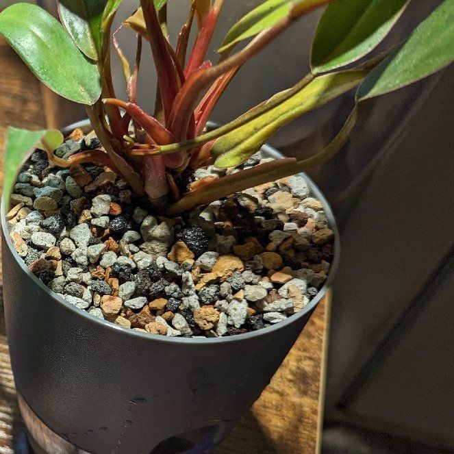 Philo Dwarf Red Congo Care 101: Water, Light & Growing Tips