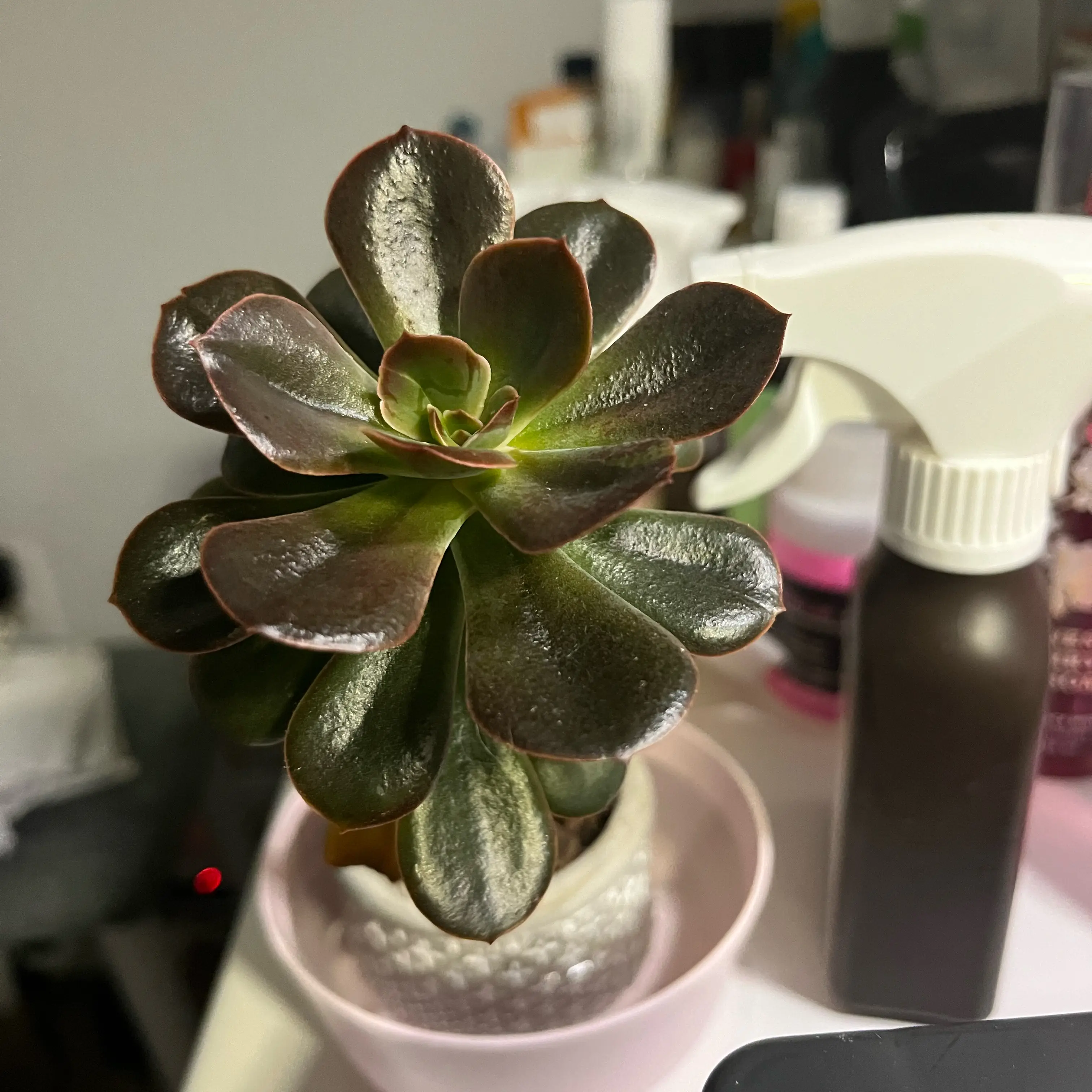Echeveria 'Rob Royce' Plant Care: Water, Light, Nutrients | Greg App 🌱
