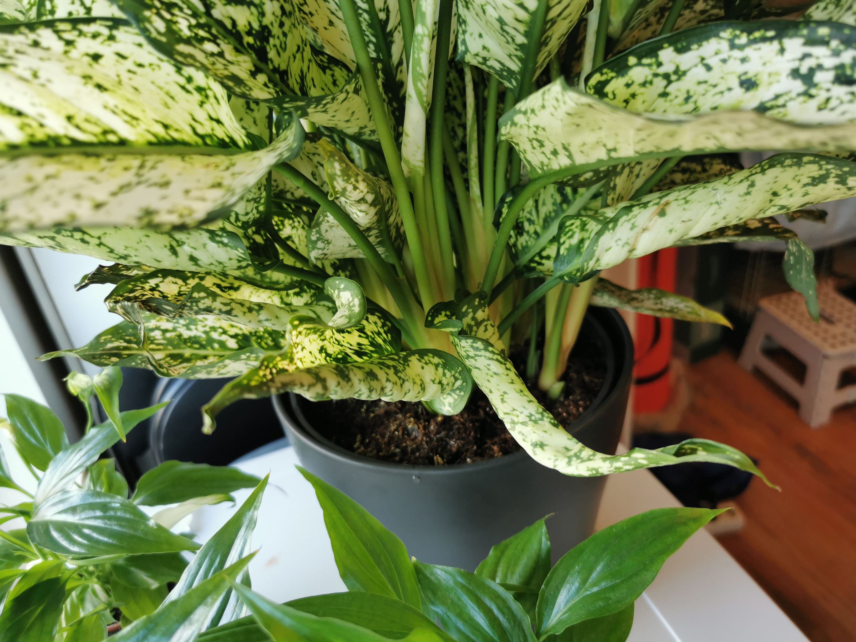 Aglaonema 'Spring Snow': How Much Water & Light Does it Need to Thrive?