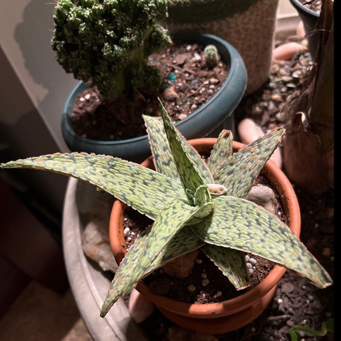 Personalized Aloe 'Firecracker' Care: Water, Light, Nutrients | Greg App