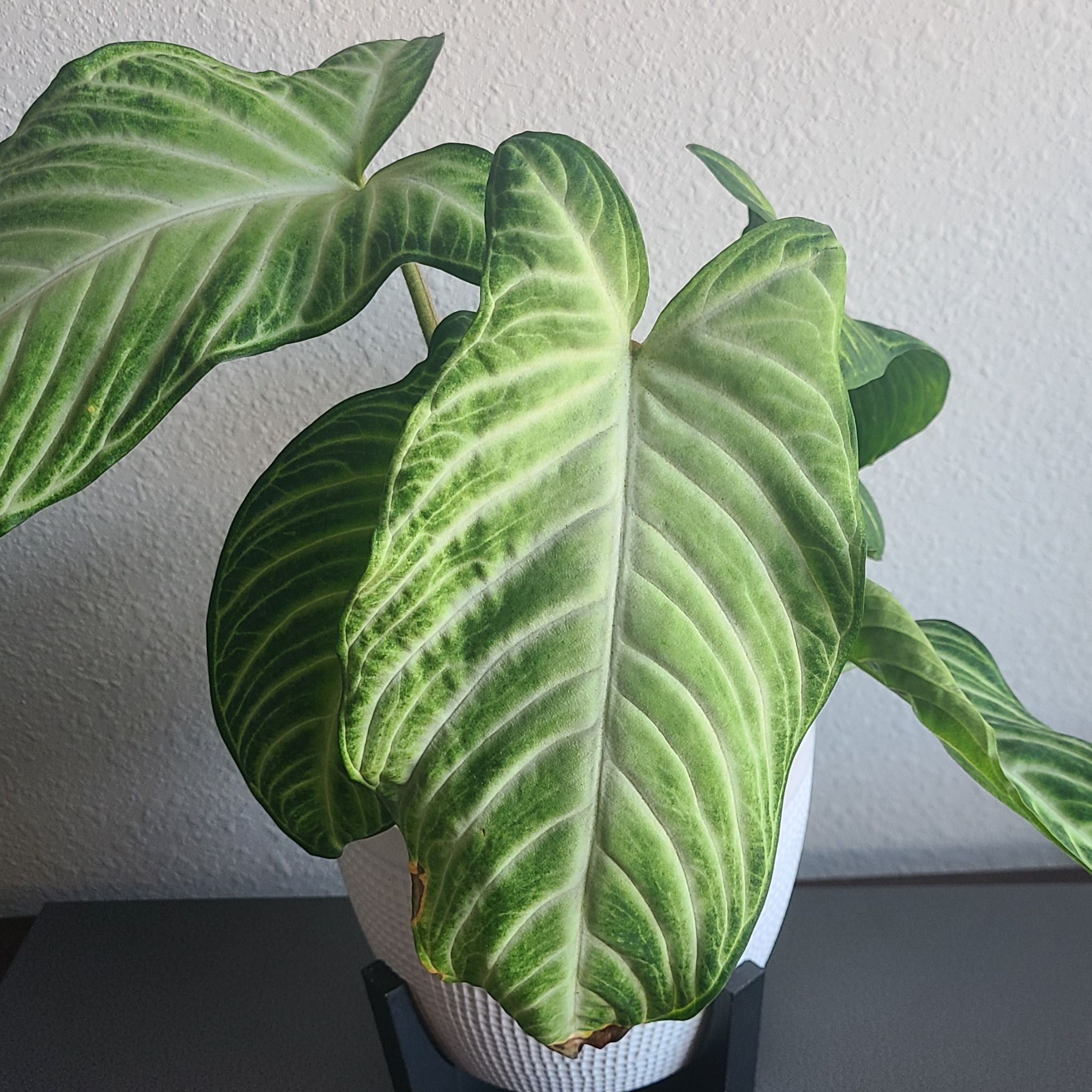 Why Are There Brown Spots on My Xanthosoma Angel wings?