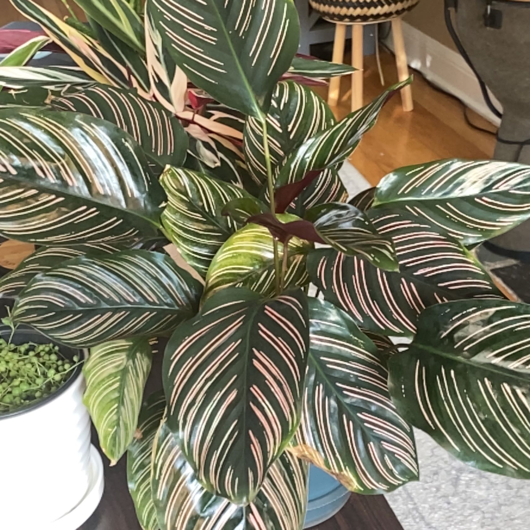 Sol | A plant by @RemarkableTule on Greg