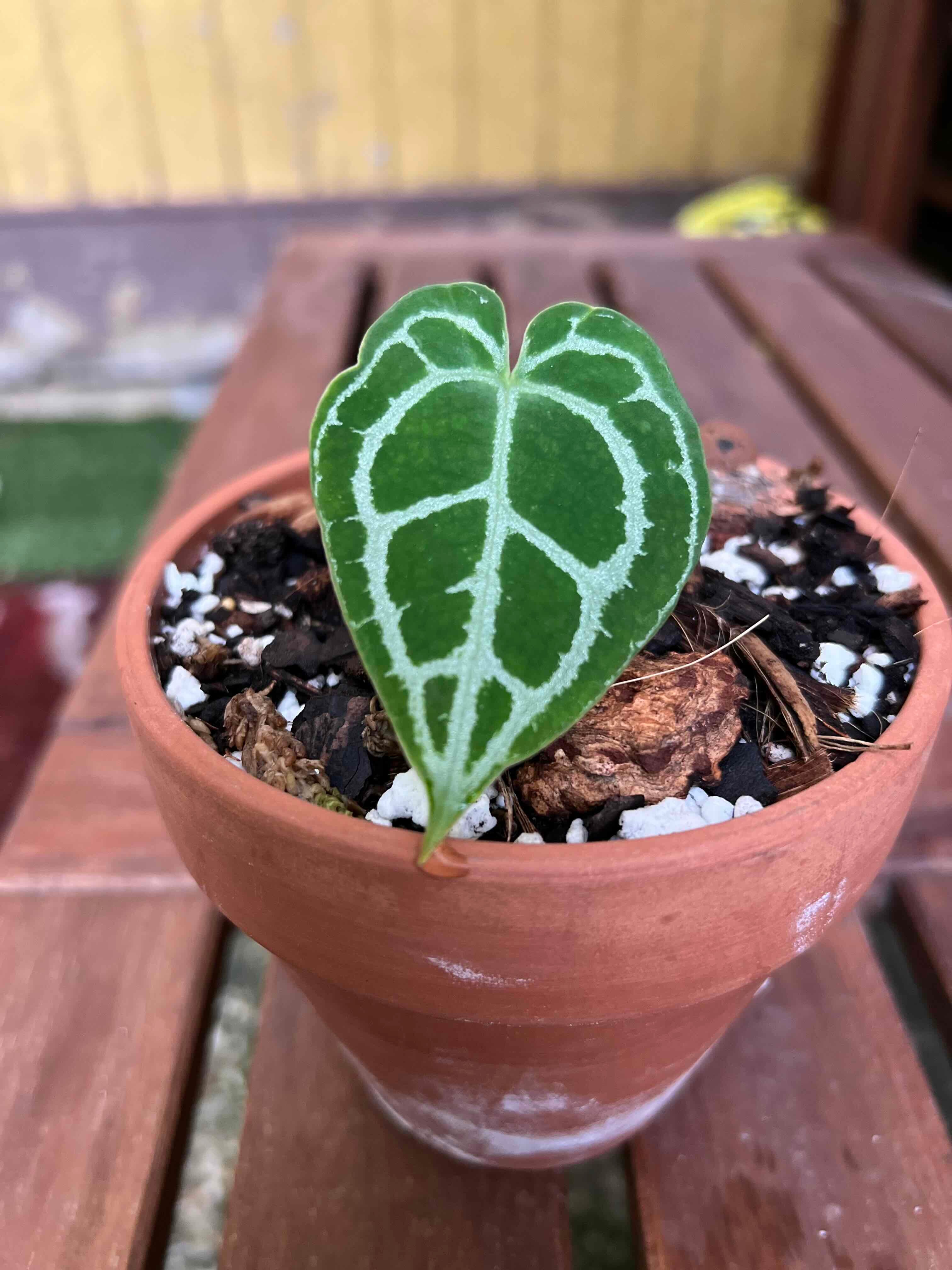 Baby Arthy | A plant by @AngryShroom on Greg