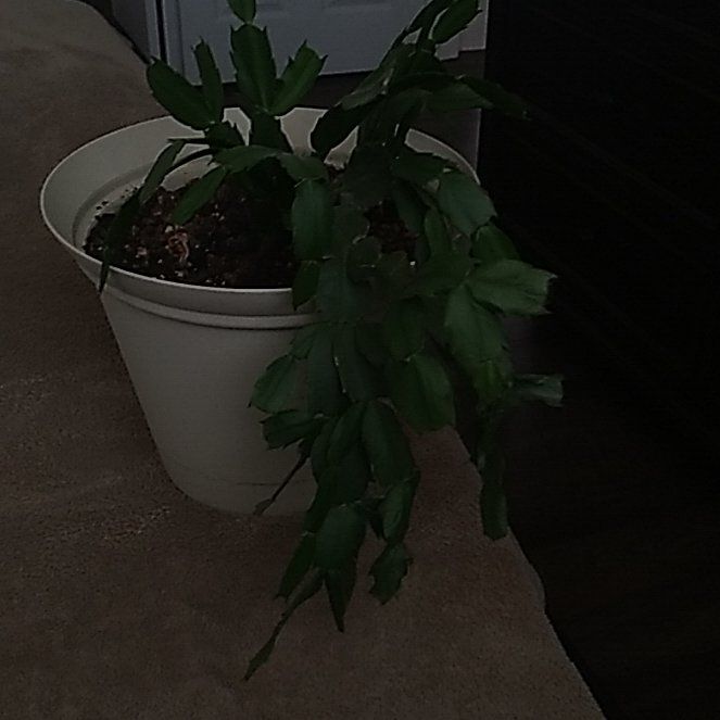 Dax | A plant by @ExecCoralreef on Greg