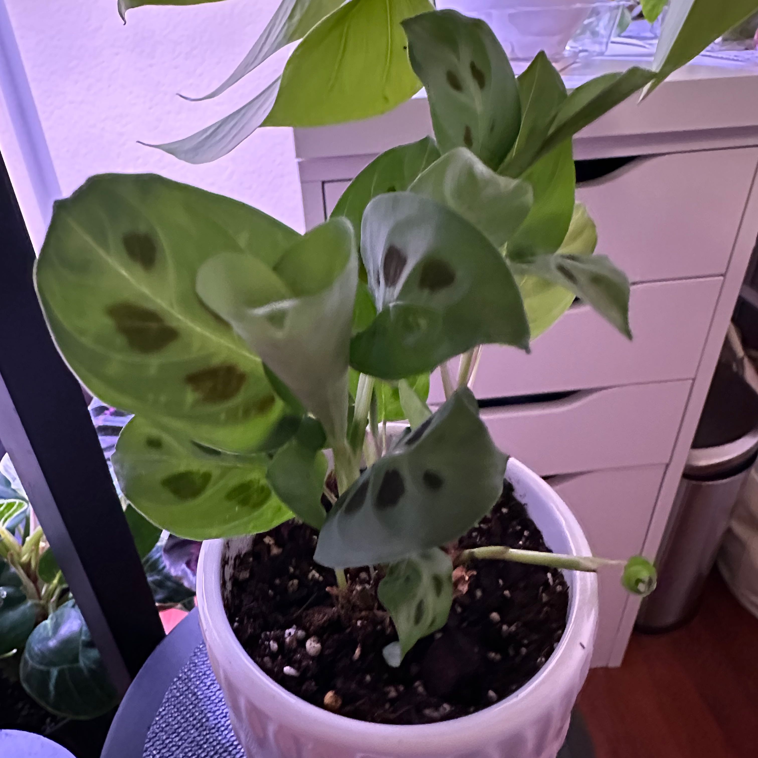 Leaf Erickson | A plant by @GrowingJoy on Greg