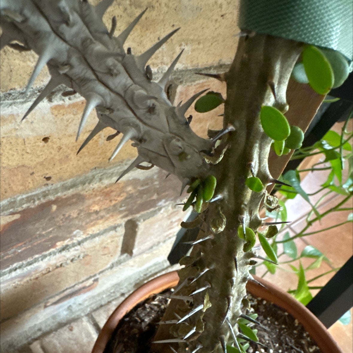 Diagnosing ocotillo root rot