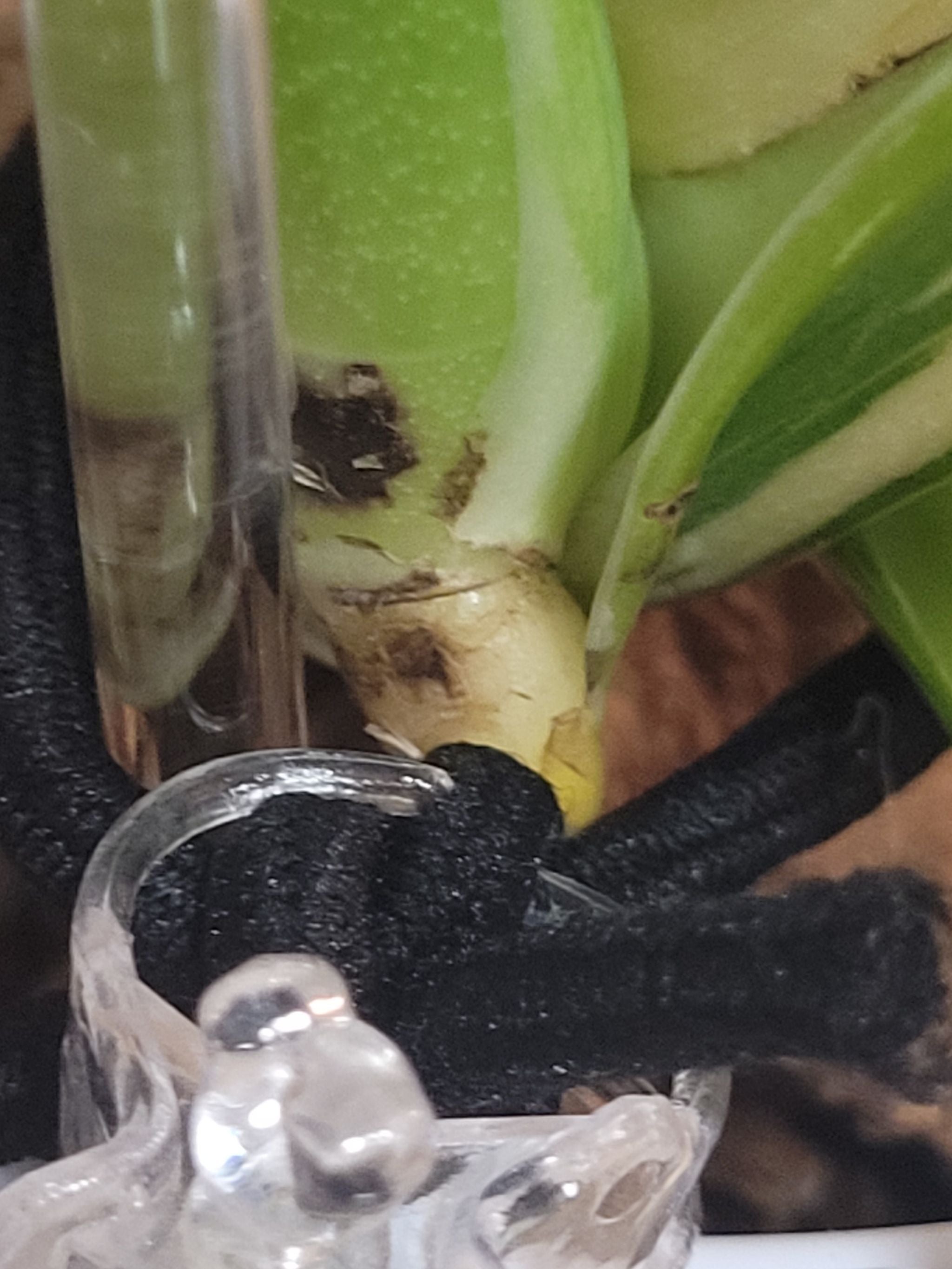 The Complete Monstera Green Galaxy (sp Peru) Plant Care Guide: Water ...