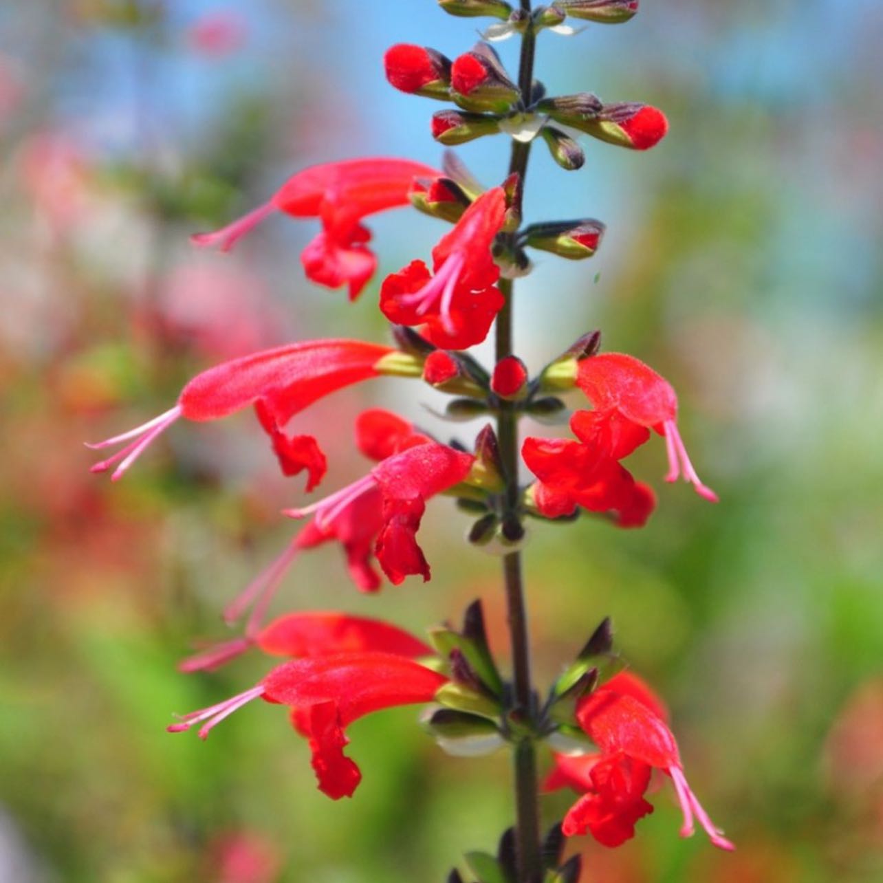Fertilizing My Blood Sage to Double Its Growth