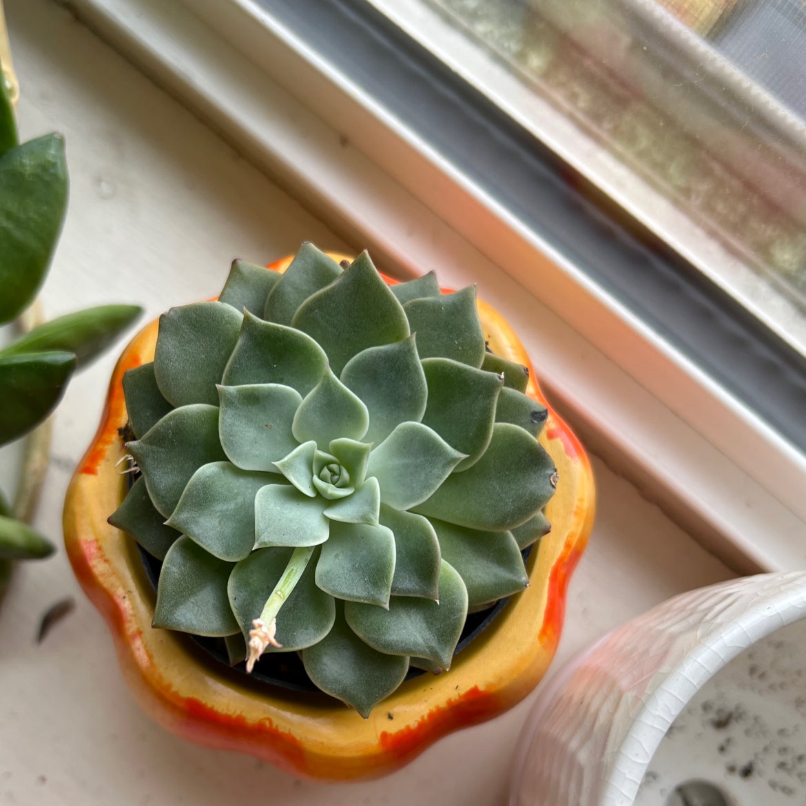 How to Propagate Your Taciveria 'Tasha'