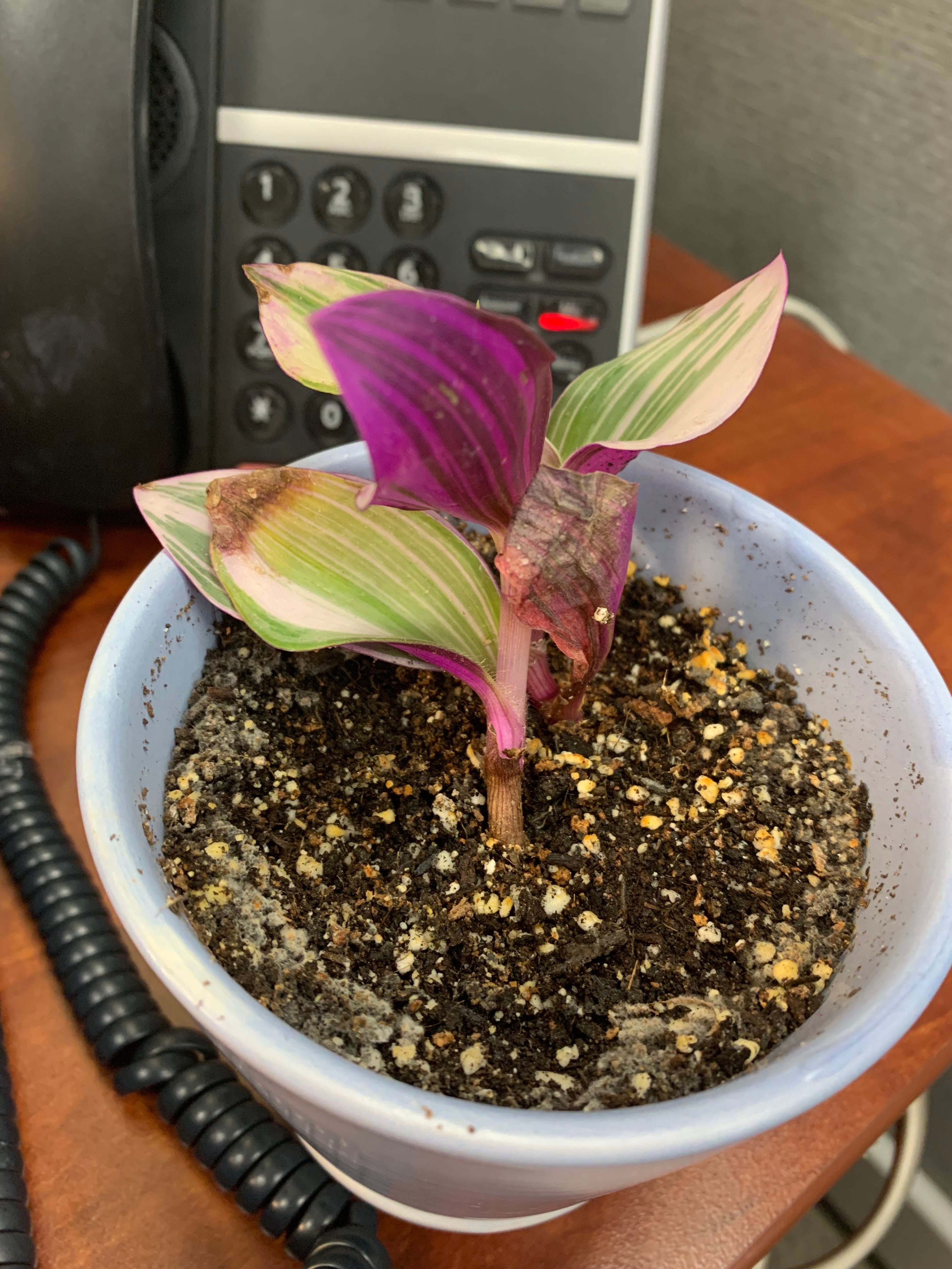 Scarlett's not thriving, light scald?