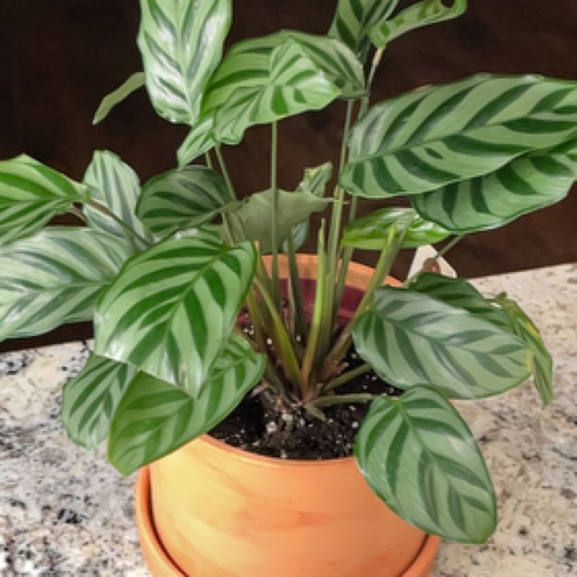 Fernie Saunders | A plant by @BreezyRedlog on Greg