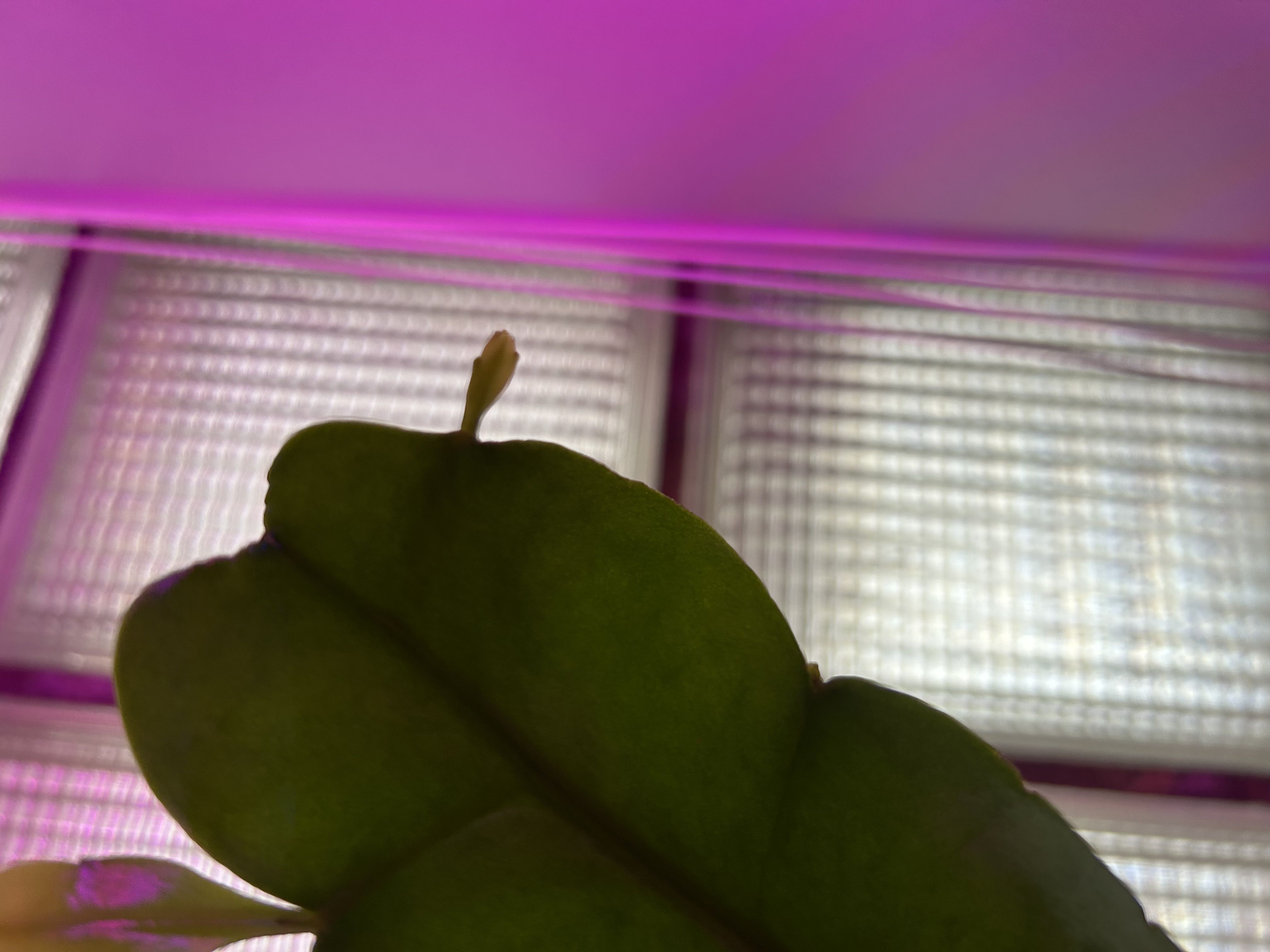 How to Care for shark fin cactus: Mastering Water, Sunlight & More
