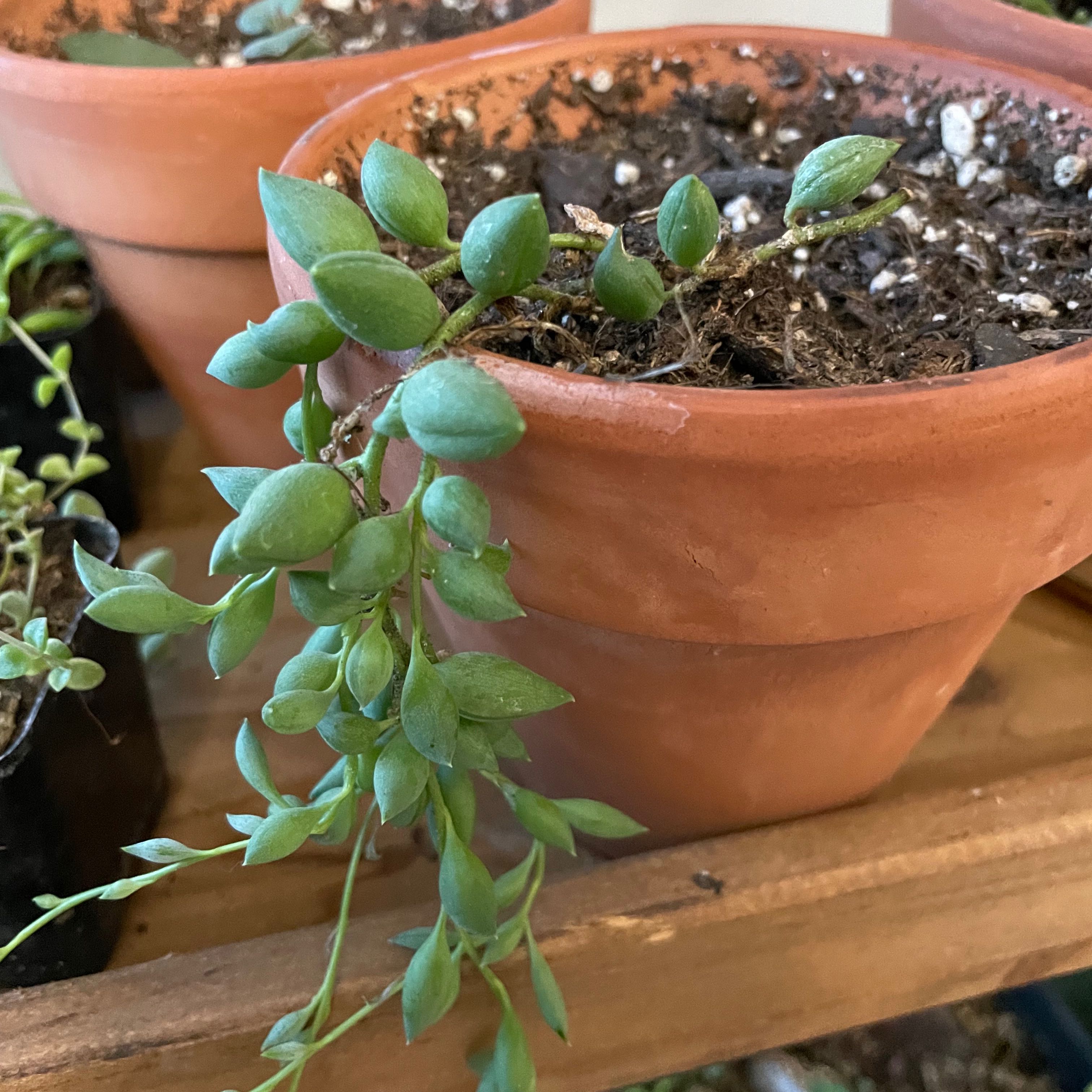Curio Rowleyanus 'String Of Raindrops' Yellow Leaves
