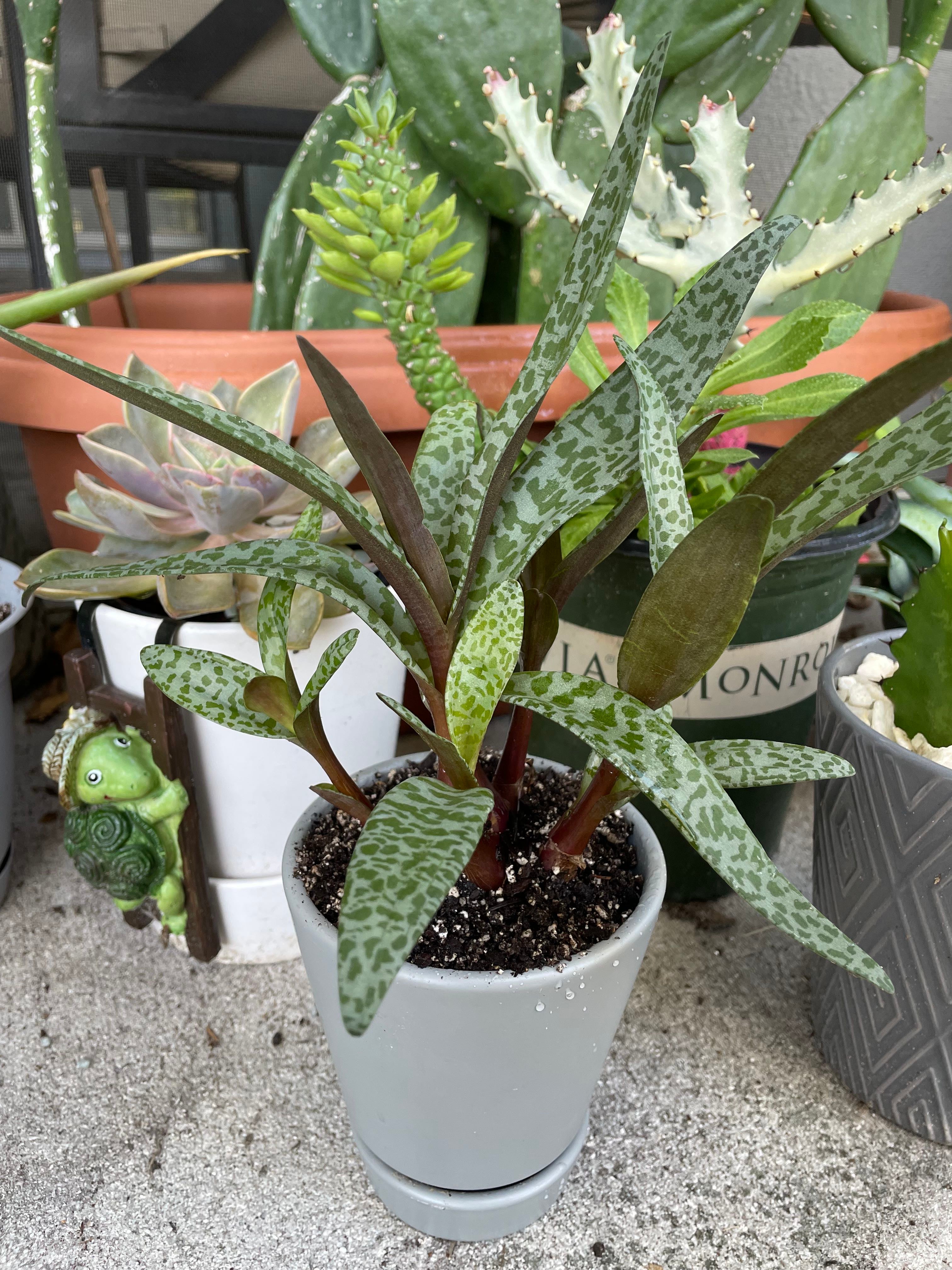 Keep Your Silver Squill Alive: Light, Water & Care Instructions