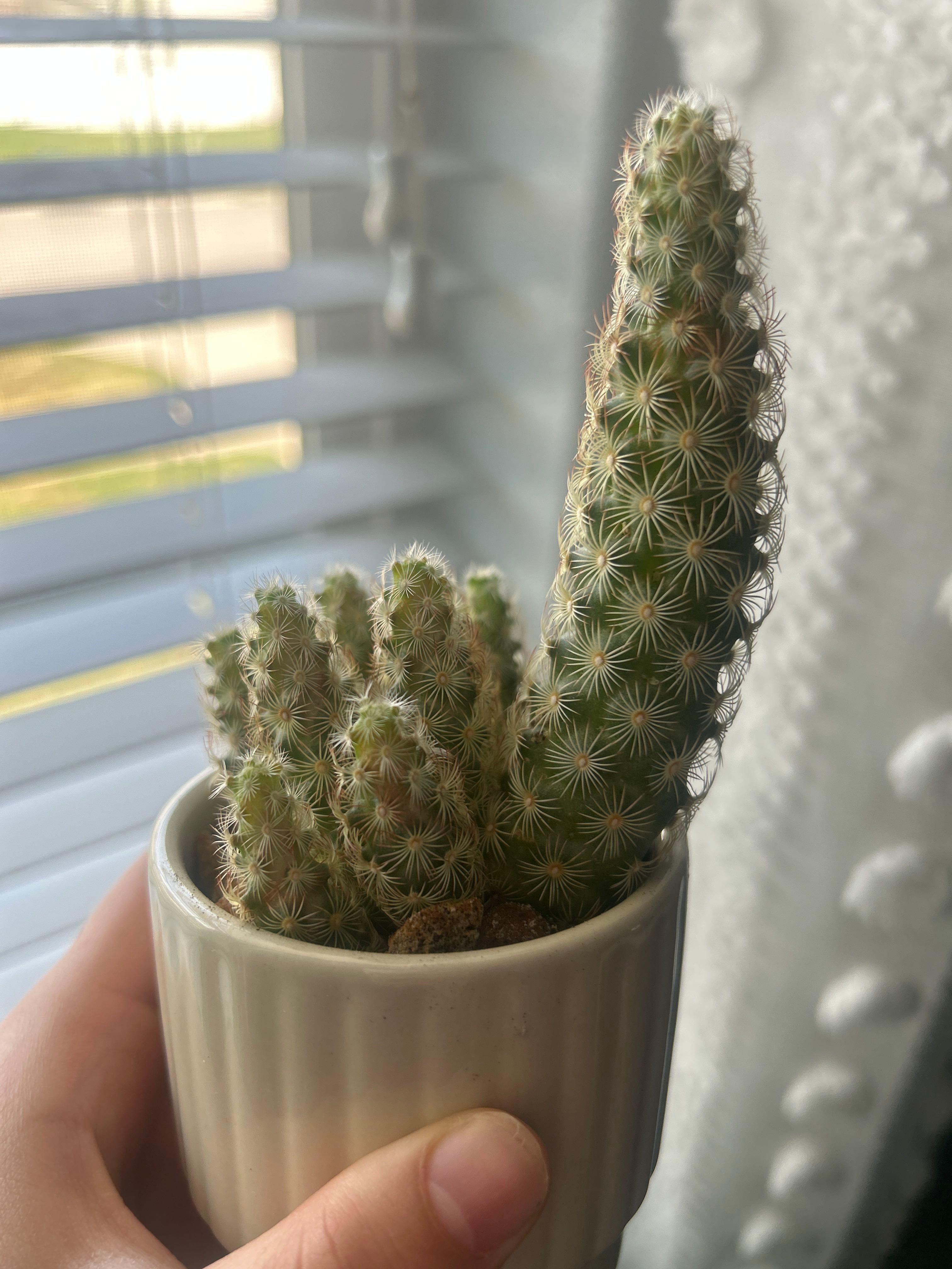 Keep Your Lady Finger Cactus Alive: Light, Water & Care Instructions