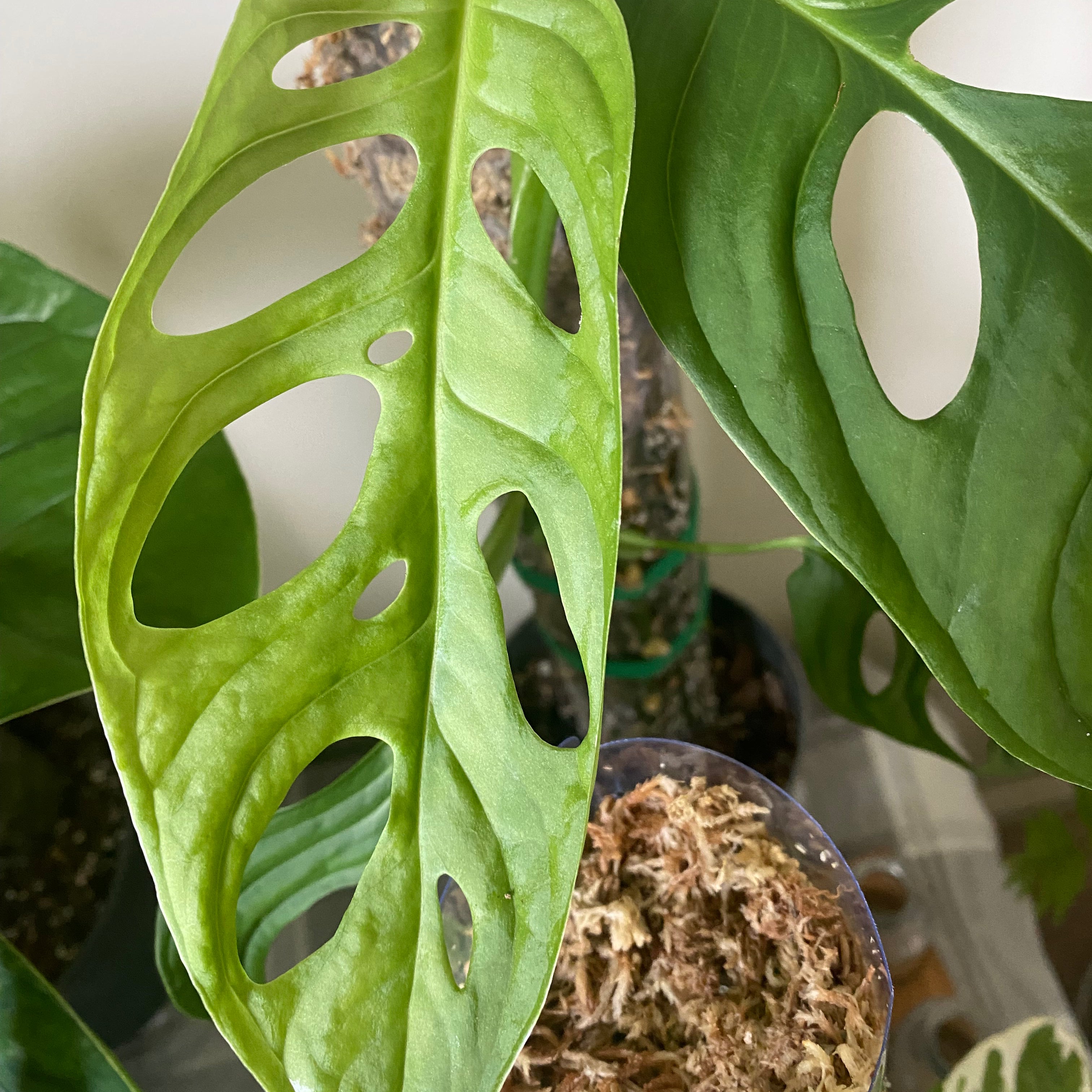 Why Are My Monstera esqueleto Leaves Droopy?