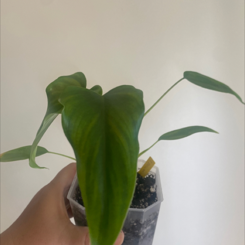 Philodendron delinksii Plant Care: Water, Light, Nutrients | Greg App 🌱