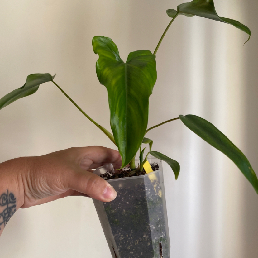 Philodendron delinksii Plant Care: Water, Light, Nutrients | Greg App 🌱
