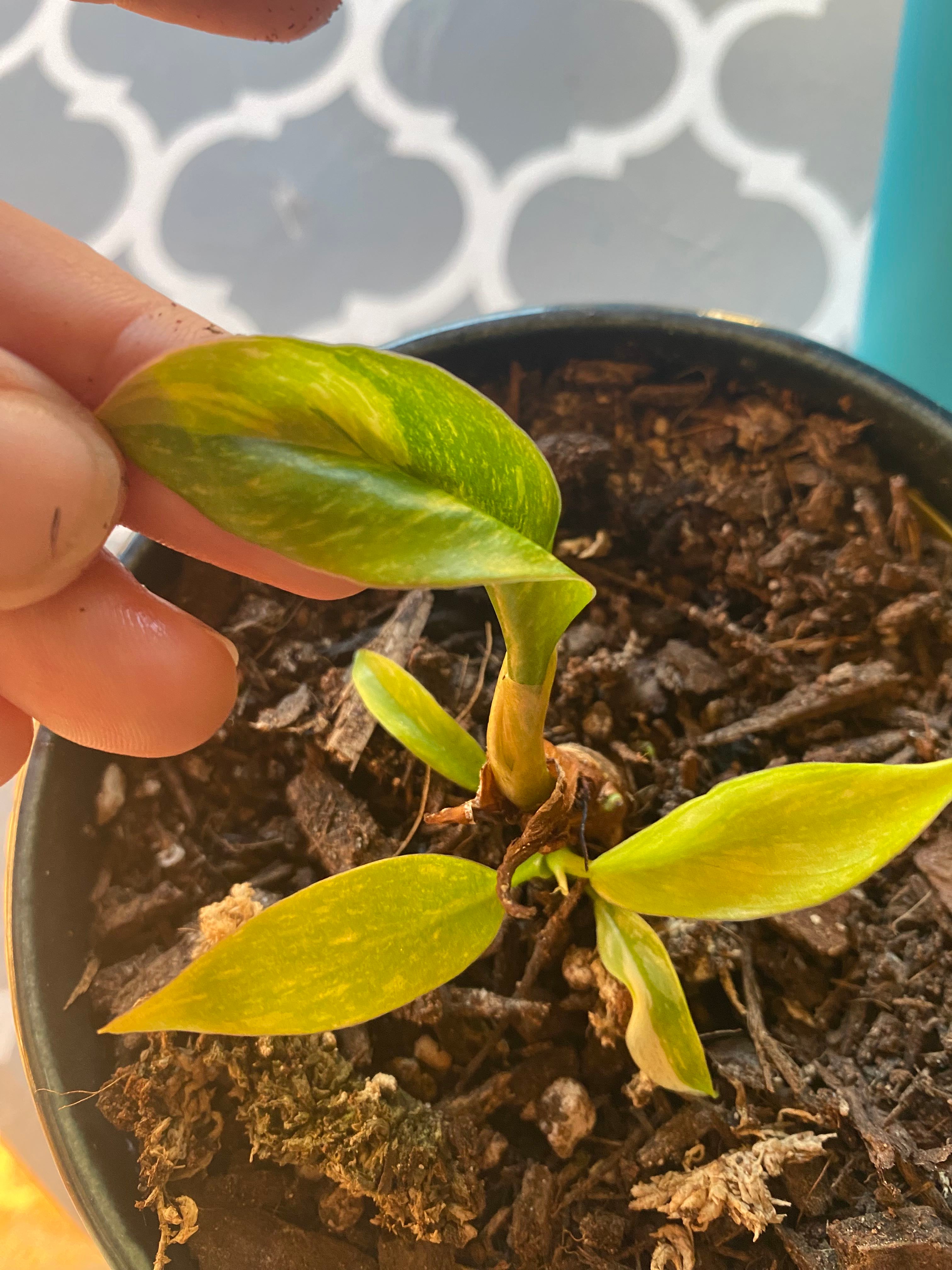 My Ring of Fire came back after being nothing but stem an...