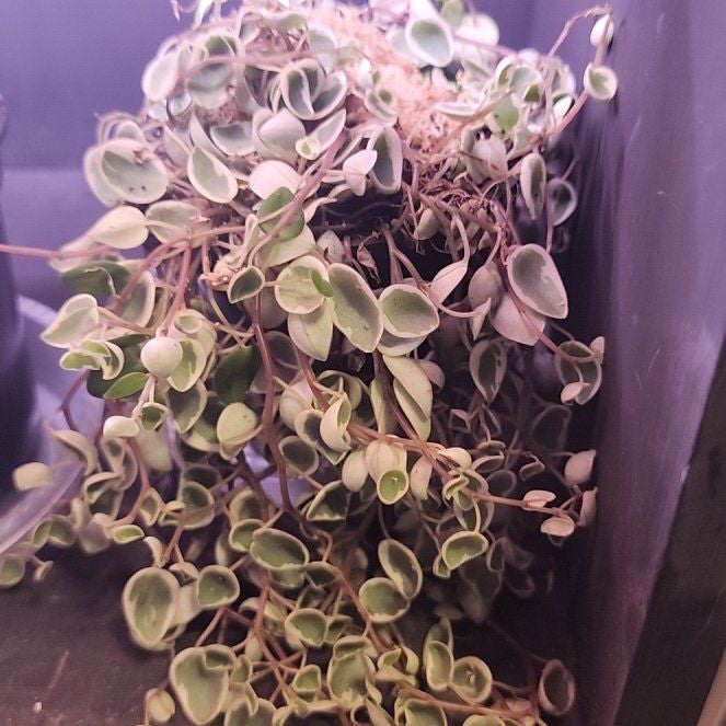 Personalized Peperomia perciliata Care: Water, Light, Nutrients | Greg App