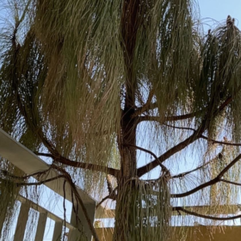 Benguet Pine Care 101: Water, Light & Growing Tips