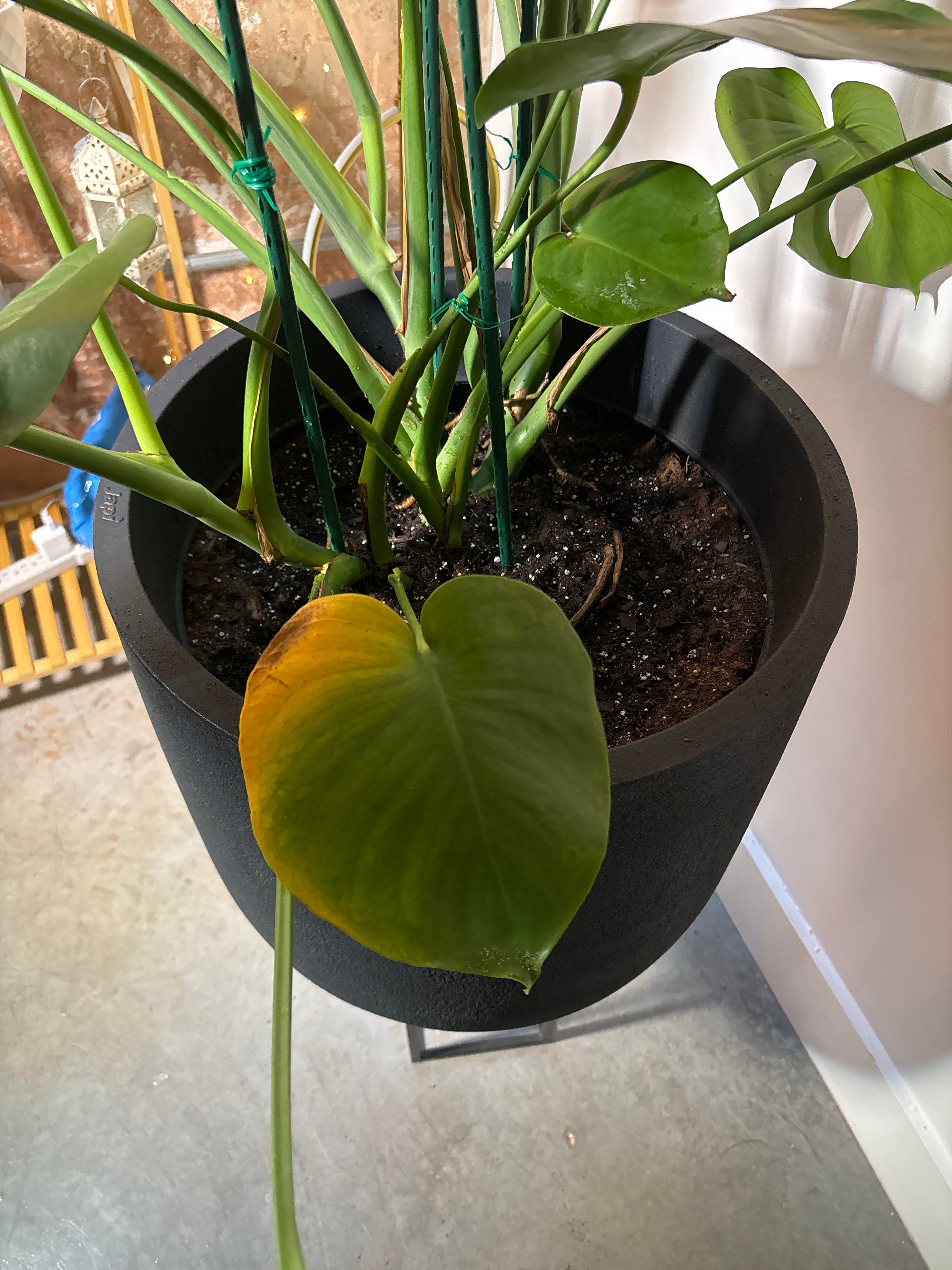 The Complete Monstera Plant Care Guide: Water, Light & Beyond