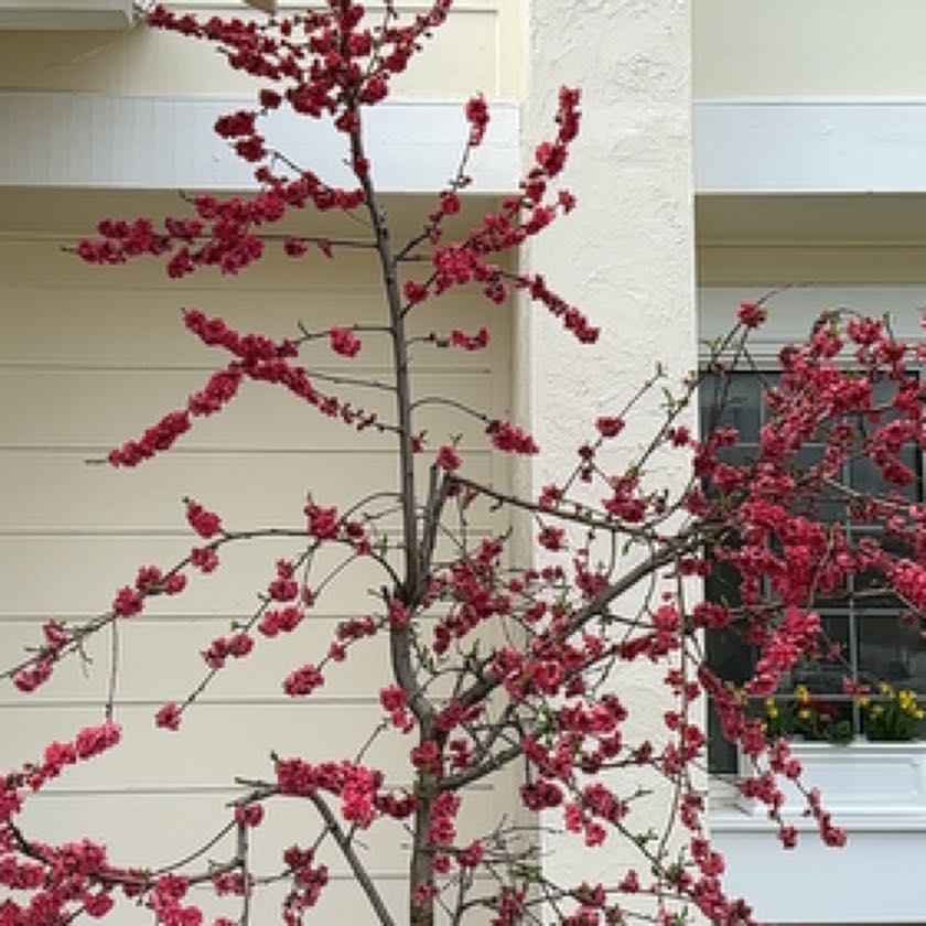How to Care for Red Baron Peach Tree: Mastering Water, Sunlight & More