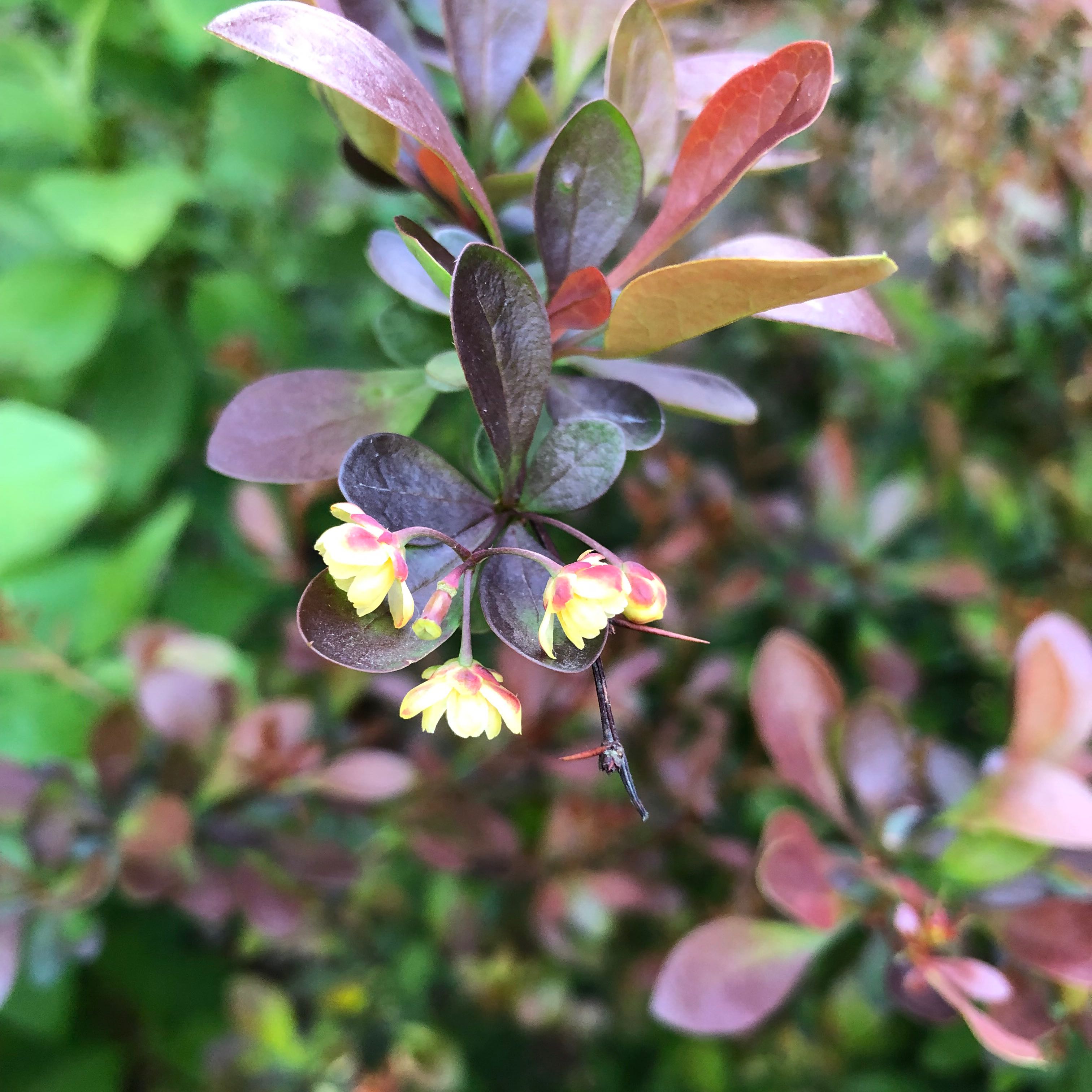 Propagating Japanese Barberry: The Ultimate Guide